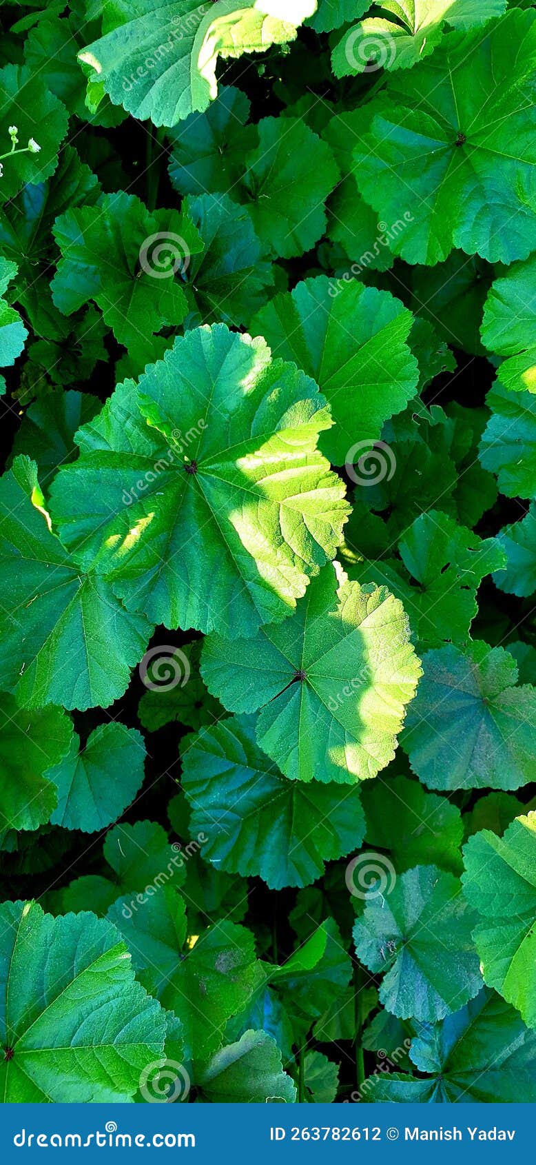 GREEN NATURE GREEN Leaf Texture Stock Photo - Image of leaf, nature ...