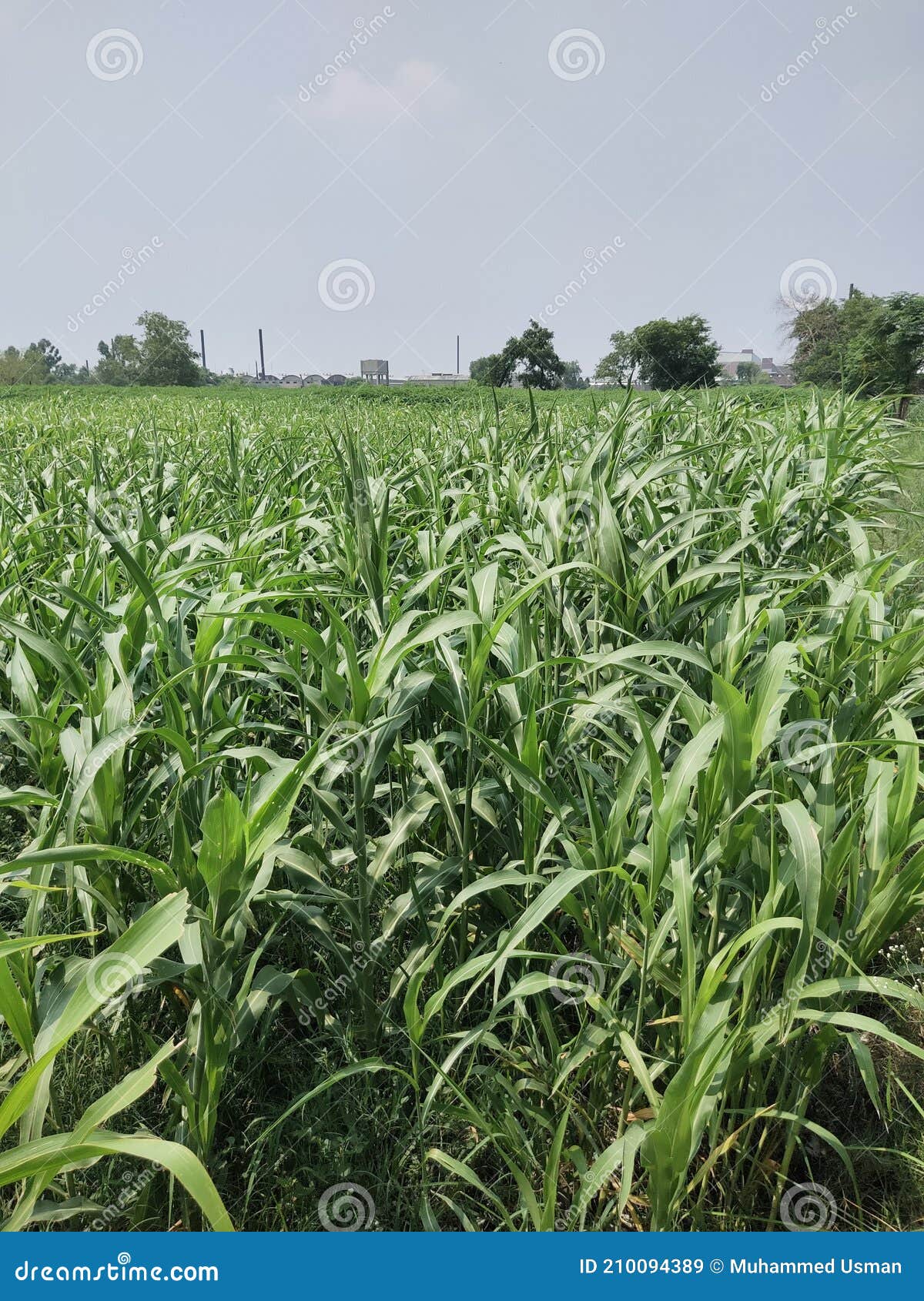 Green nature leef stock image. Image of green, lawn - 210094389
