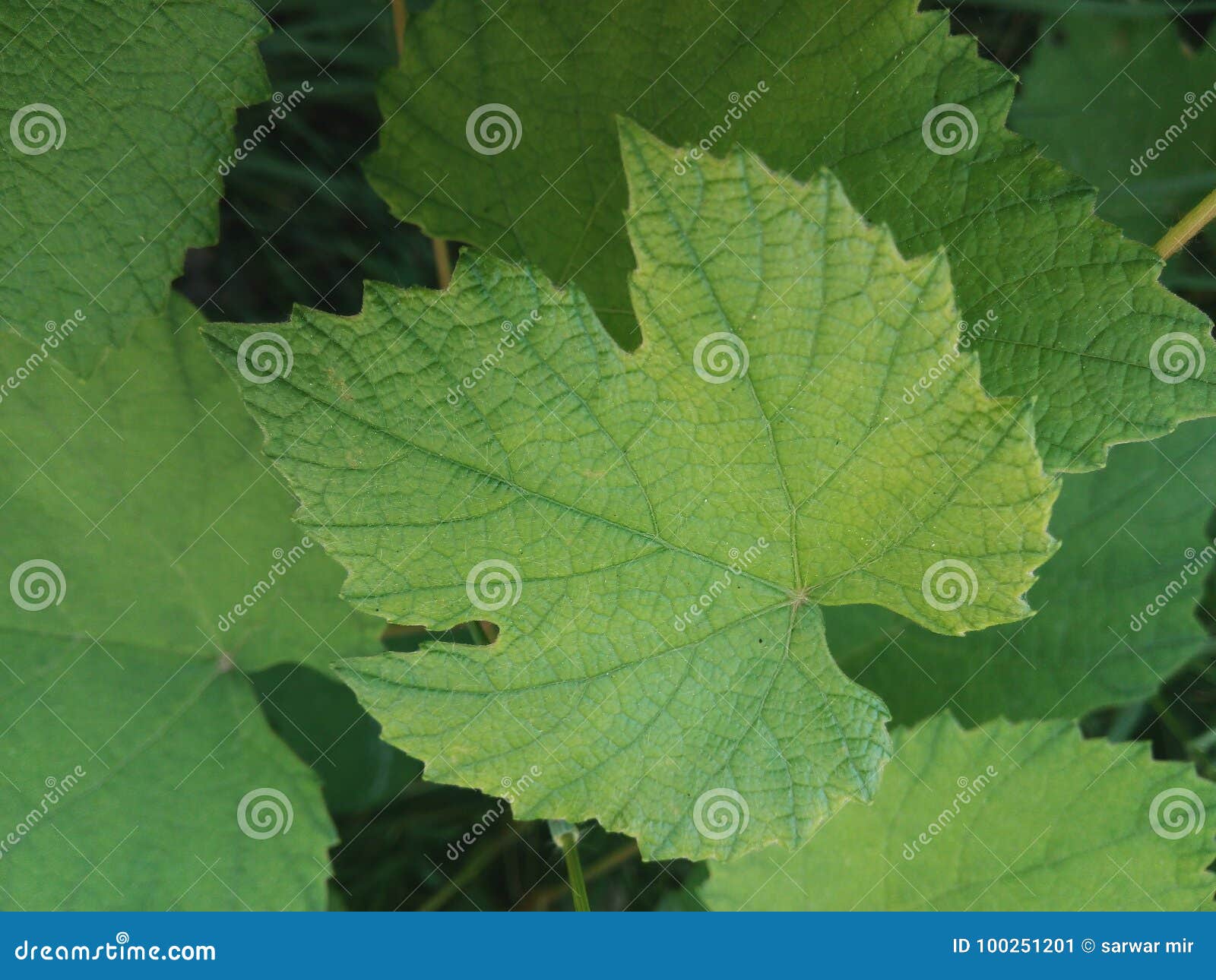 Leaves stock image. Image of leaves, green, clear, nature - 100251201