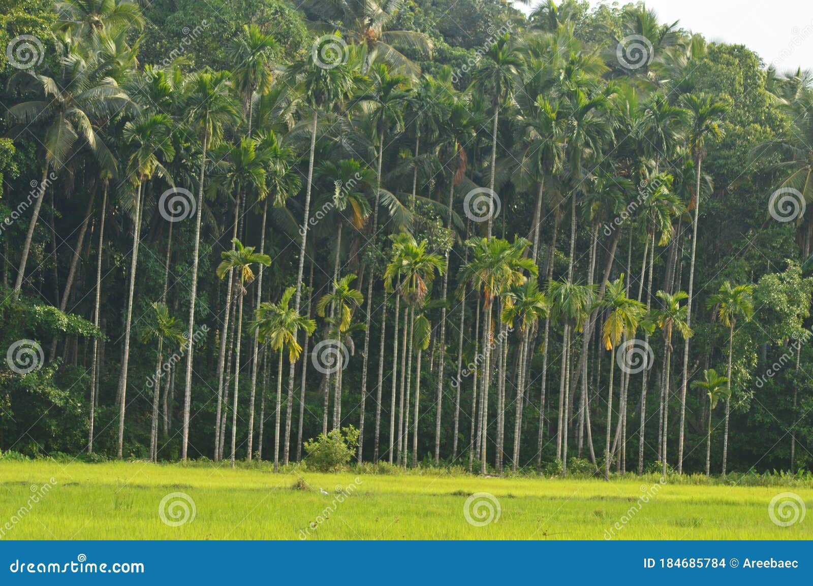 Green Nature Palm Trees on Field Stock Photo - Image of agriculture ...