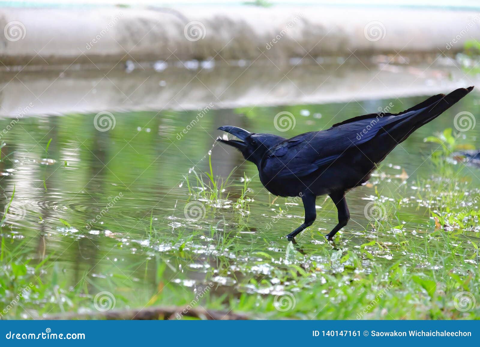 Crow Drinking Water Stock Images - Download 61 Royalty Free Photos