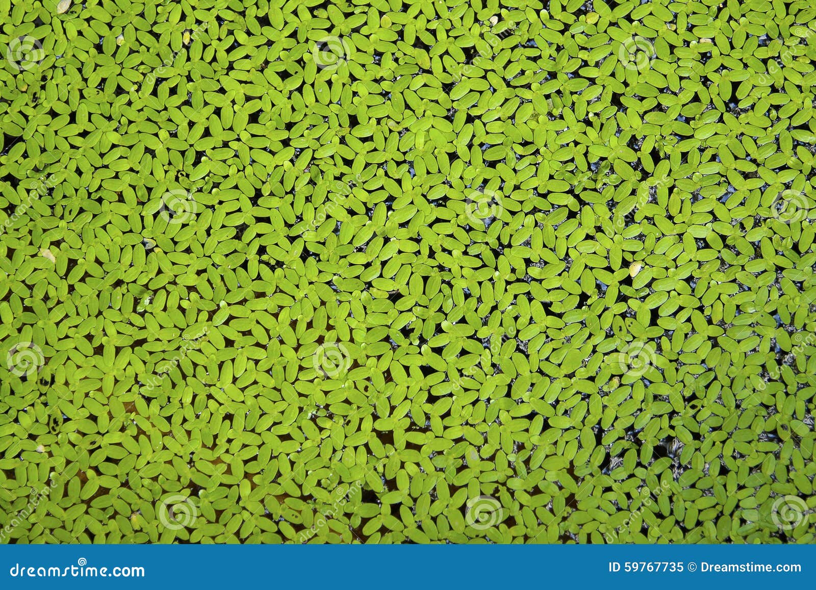Green nature pattern stock image. Image of crop, garden - 59767735