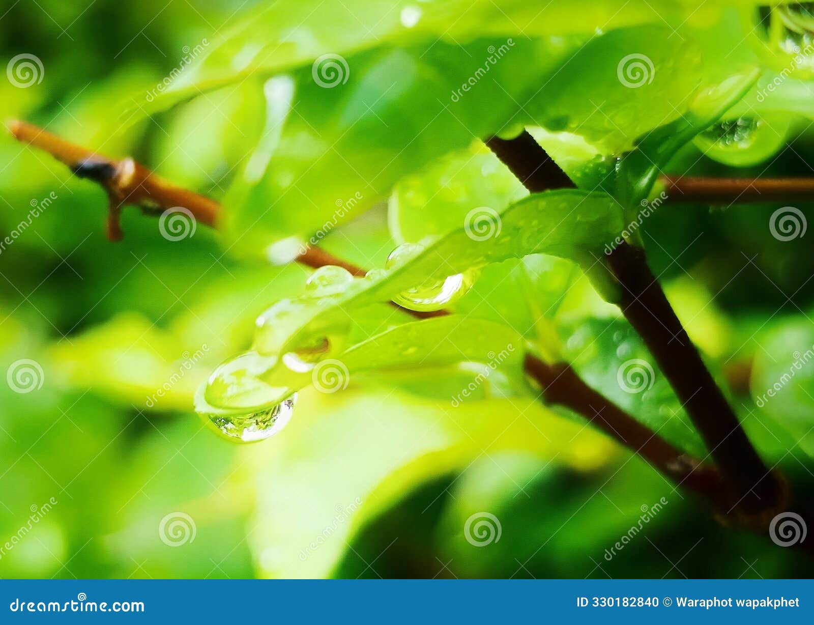 Green Nature Pattern Texture Background Stock Photo - Image of flower ...