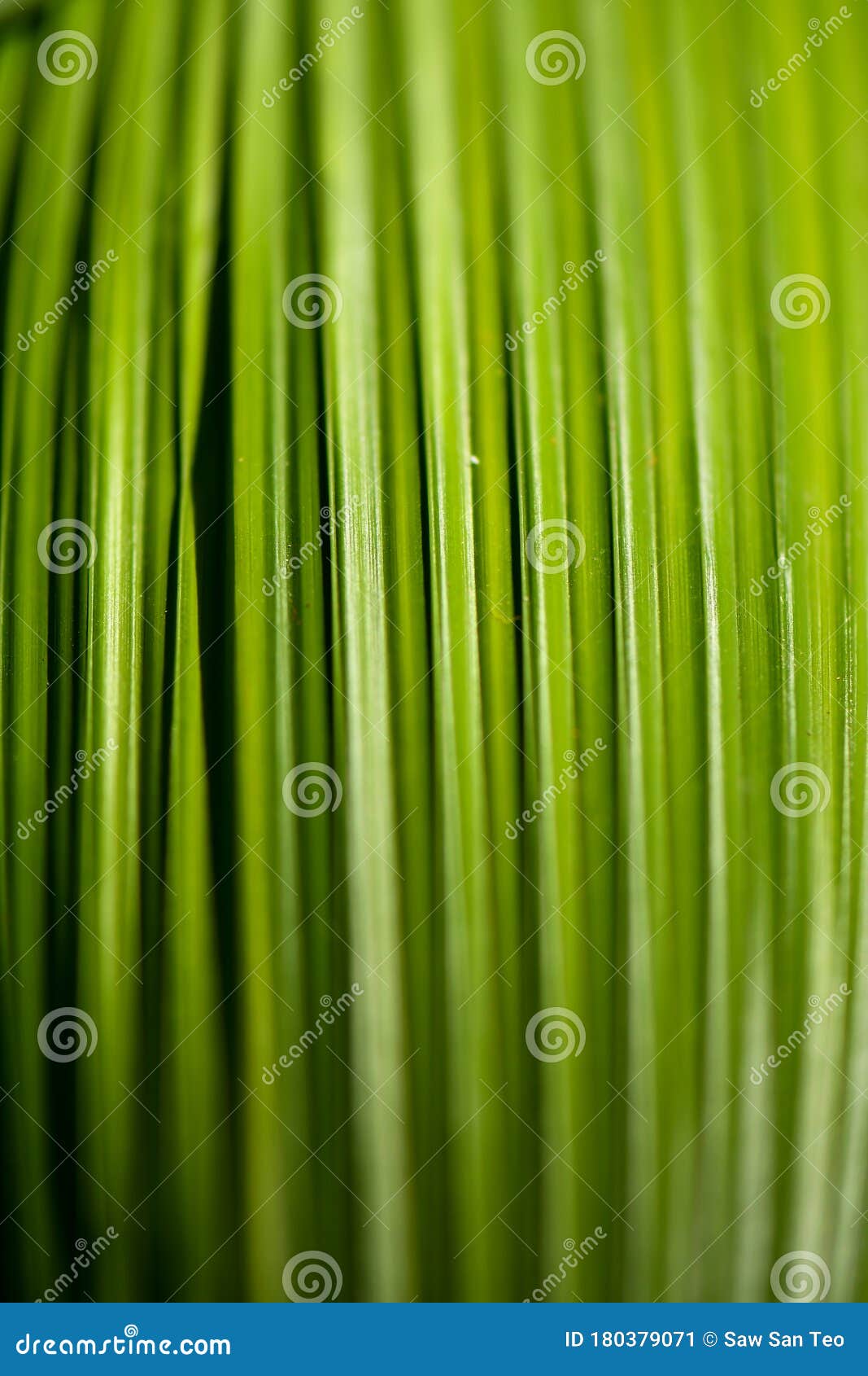 Green Nature Patterns for Background Stock Image - Image of beauty ...
