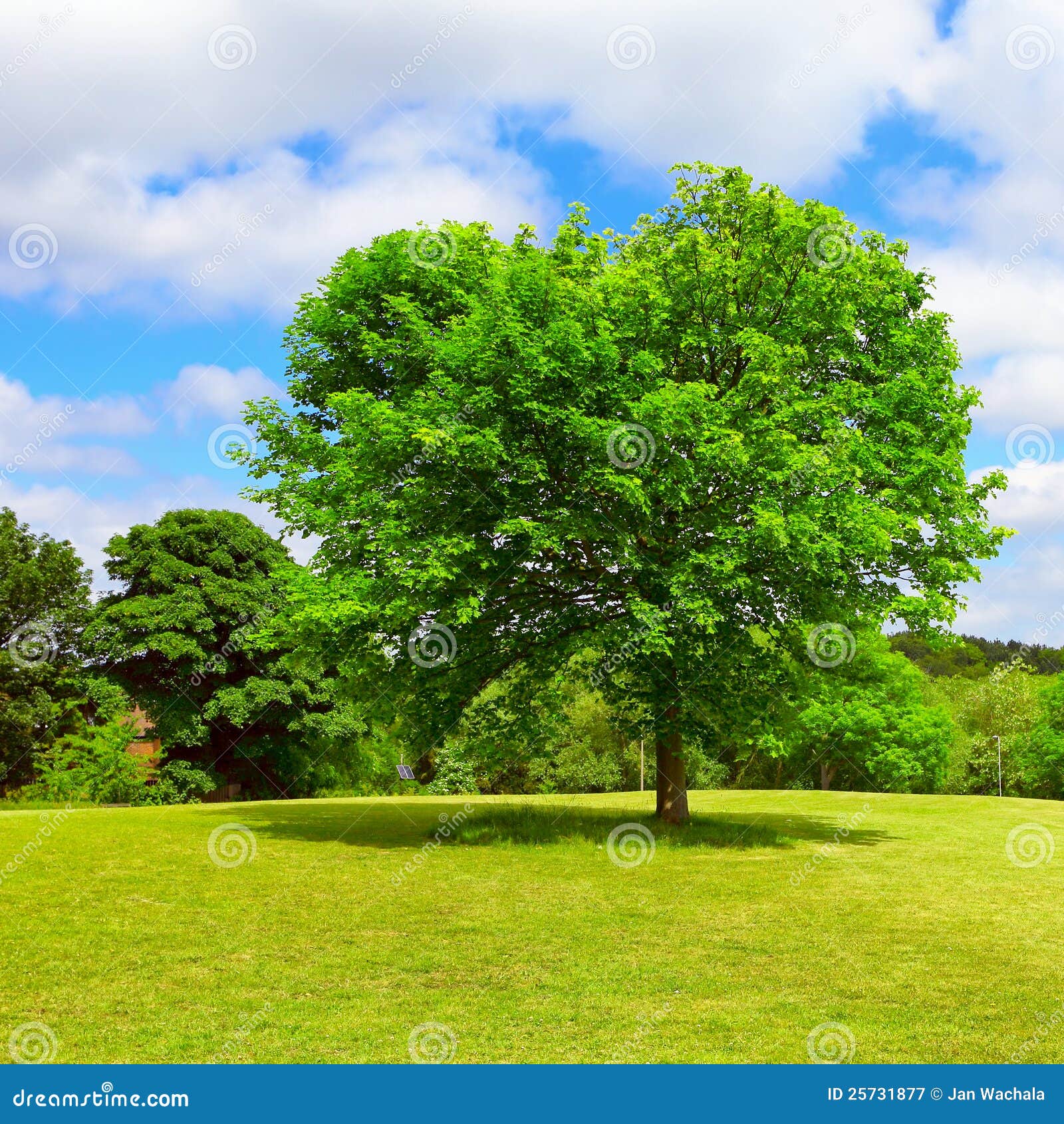 Green nature place stock image. Image of celestial, afternoon - 25731877