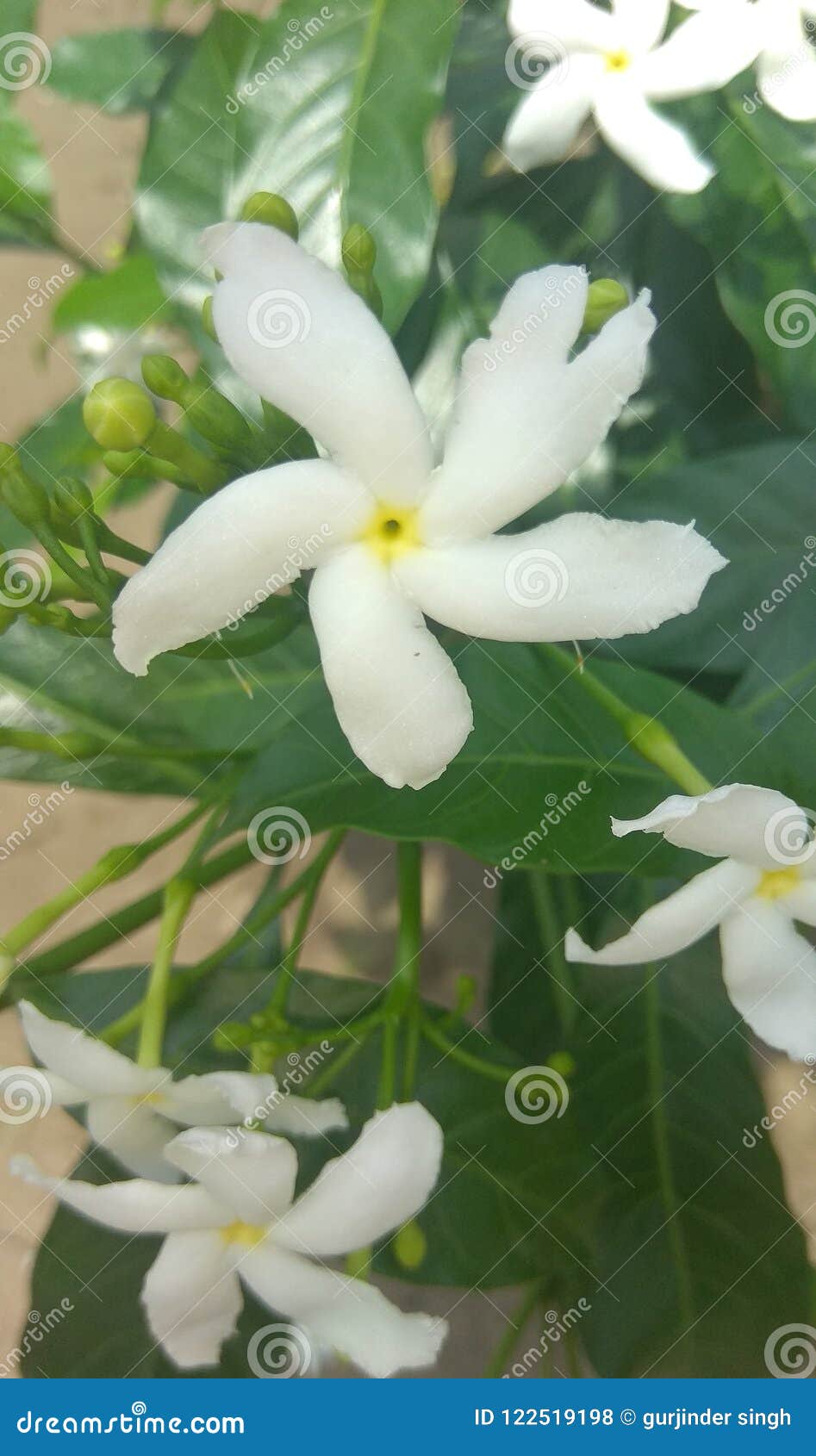 Green Nature Plant Environment Stock Photo - Image of environment ...