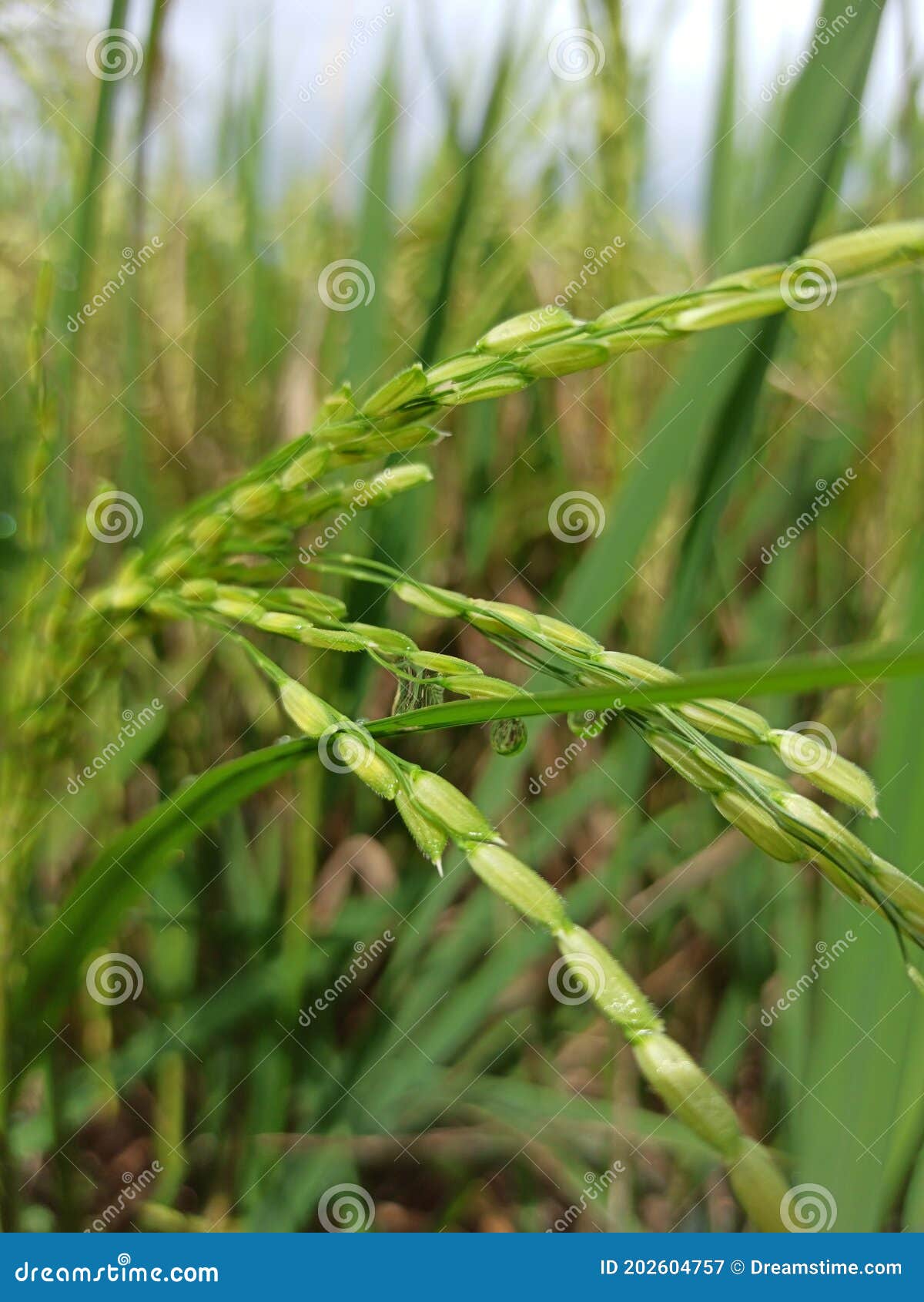 Green Nature Rice seed stock image. Image of nature - 202604757