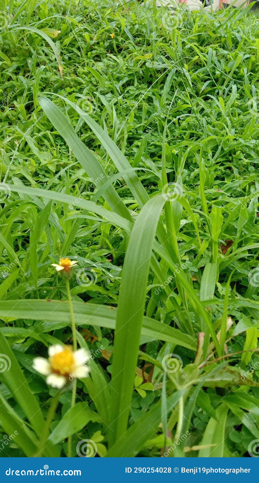 Green Nature, Small Flower, Cute Flower ????, Green Stock Photo - Image ...