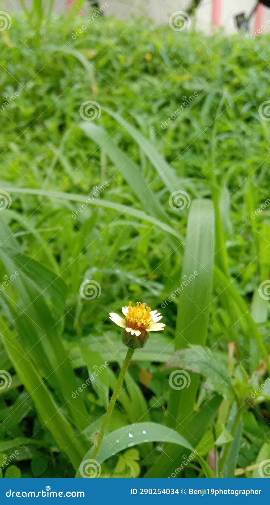 Green Nature, Small Flower, Cute Flower, Beauty of Nature Stock Photo ...