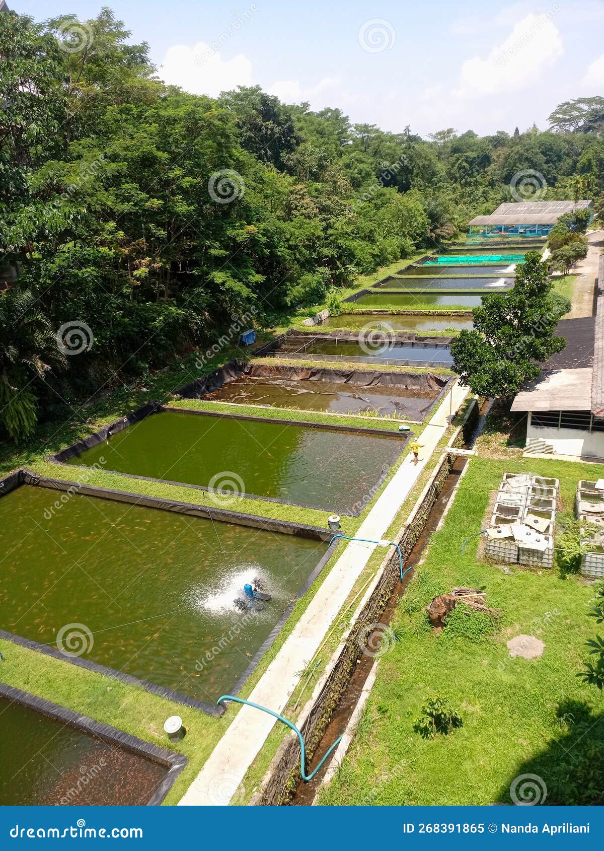 Green, Nature, Trees, Fish Pond, Aquaculture Stock Image - Image of ...