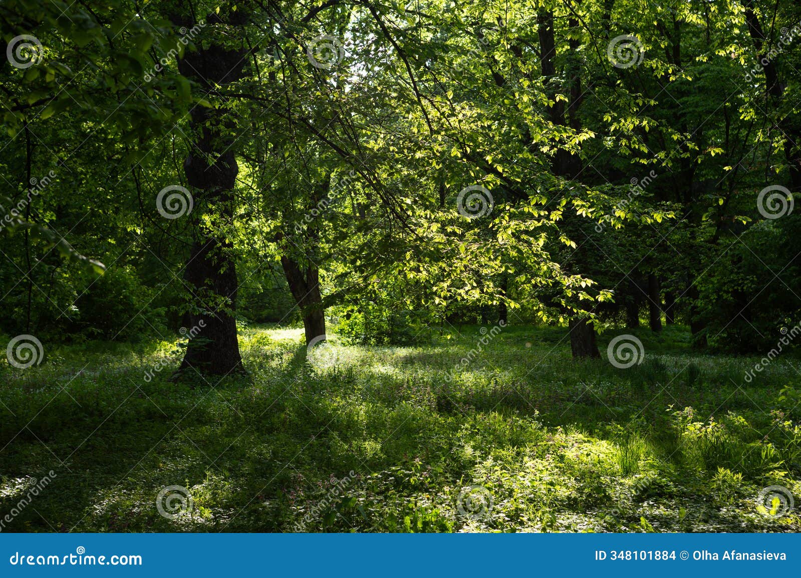 Green Nature with Trees and Sunny Light Spring Concept Stock Photo ...