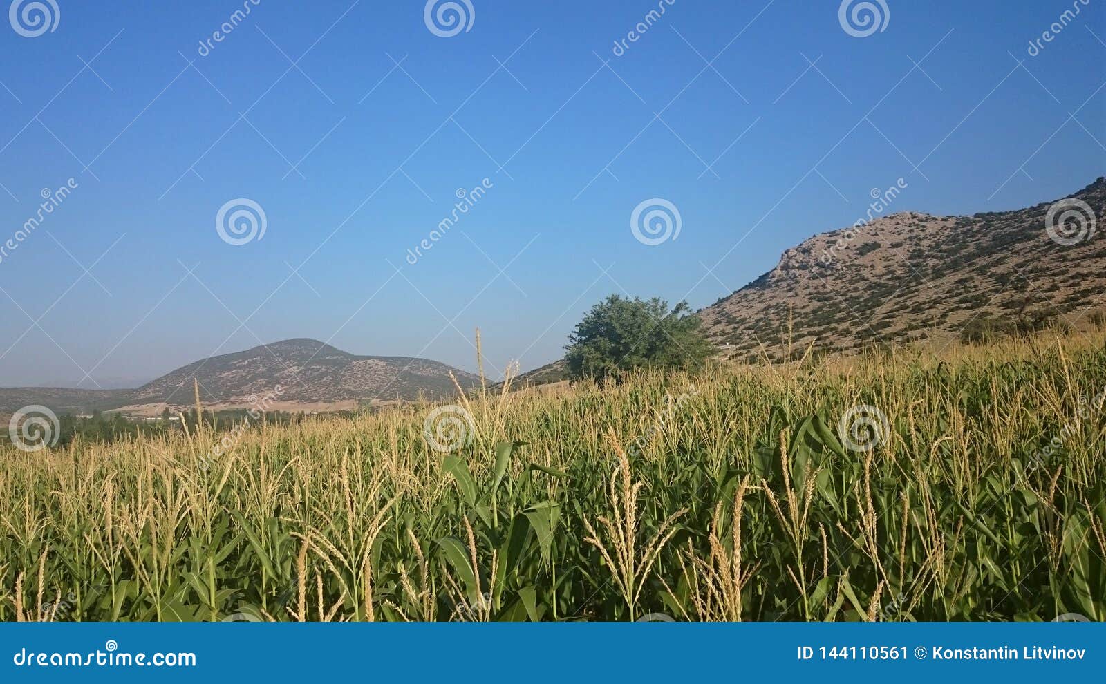 Green Nature of Turkey on a Clear Sunny Day Stock Image - Image of ...