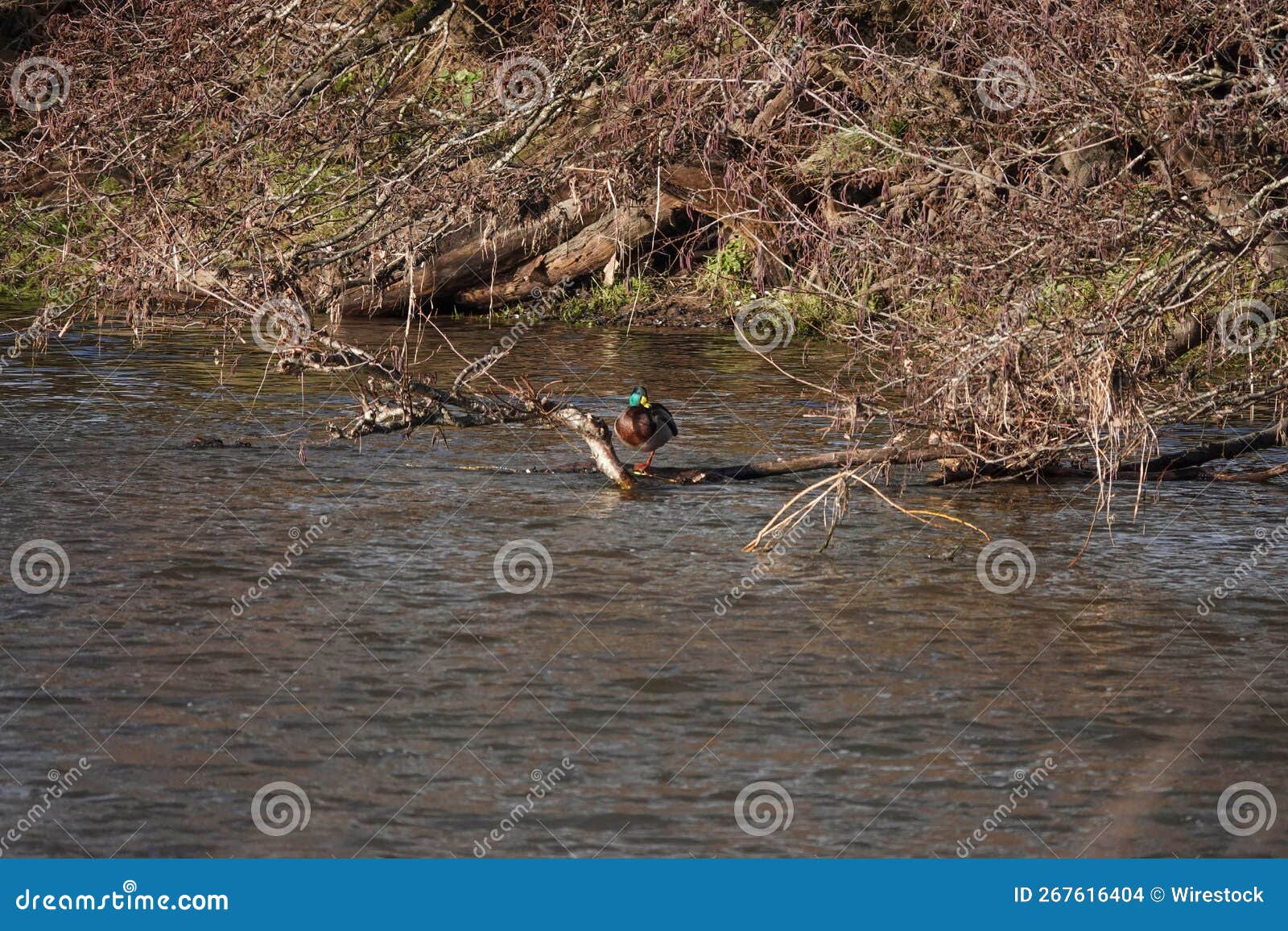 Green-necked Duck Resting on a Branch in the River Stock Photo - Image ...