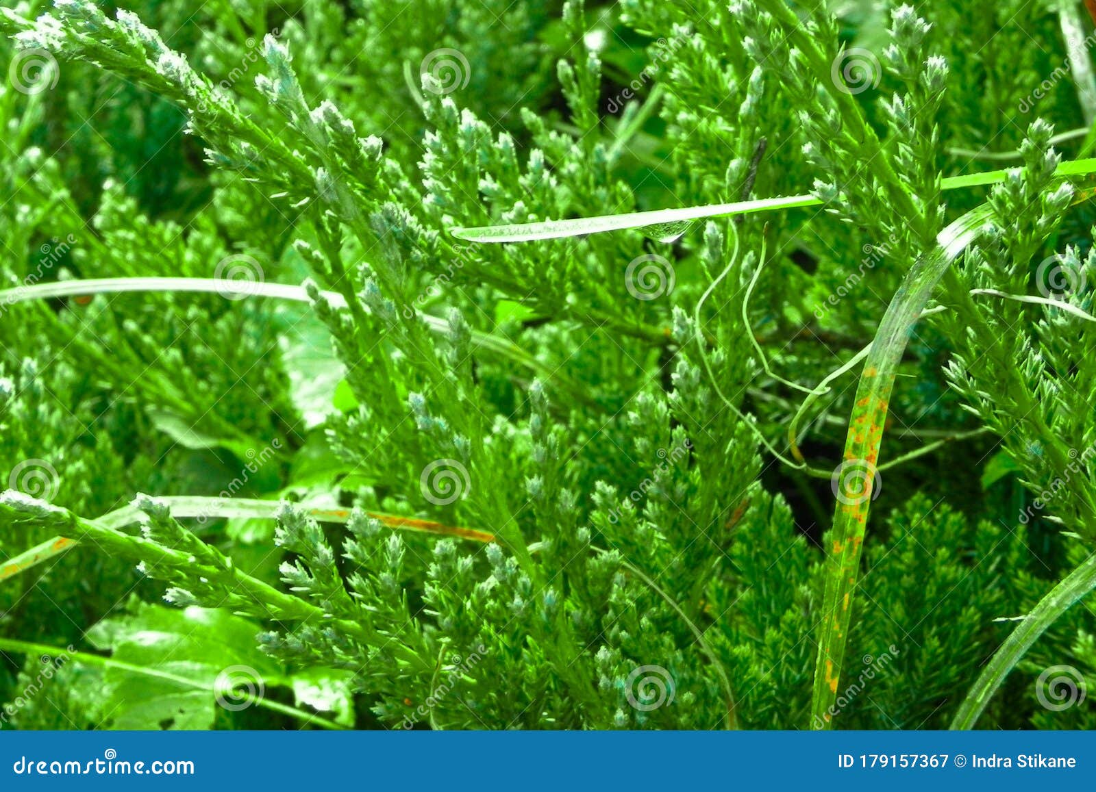 Green Needle Bush with Rain Drops after Rain Stock Image - Image of ...
