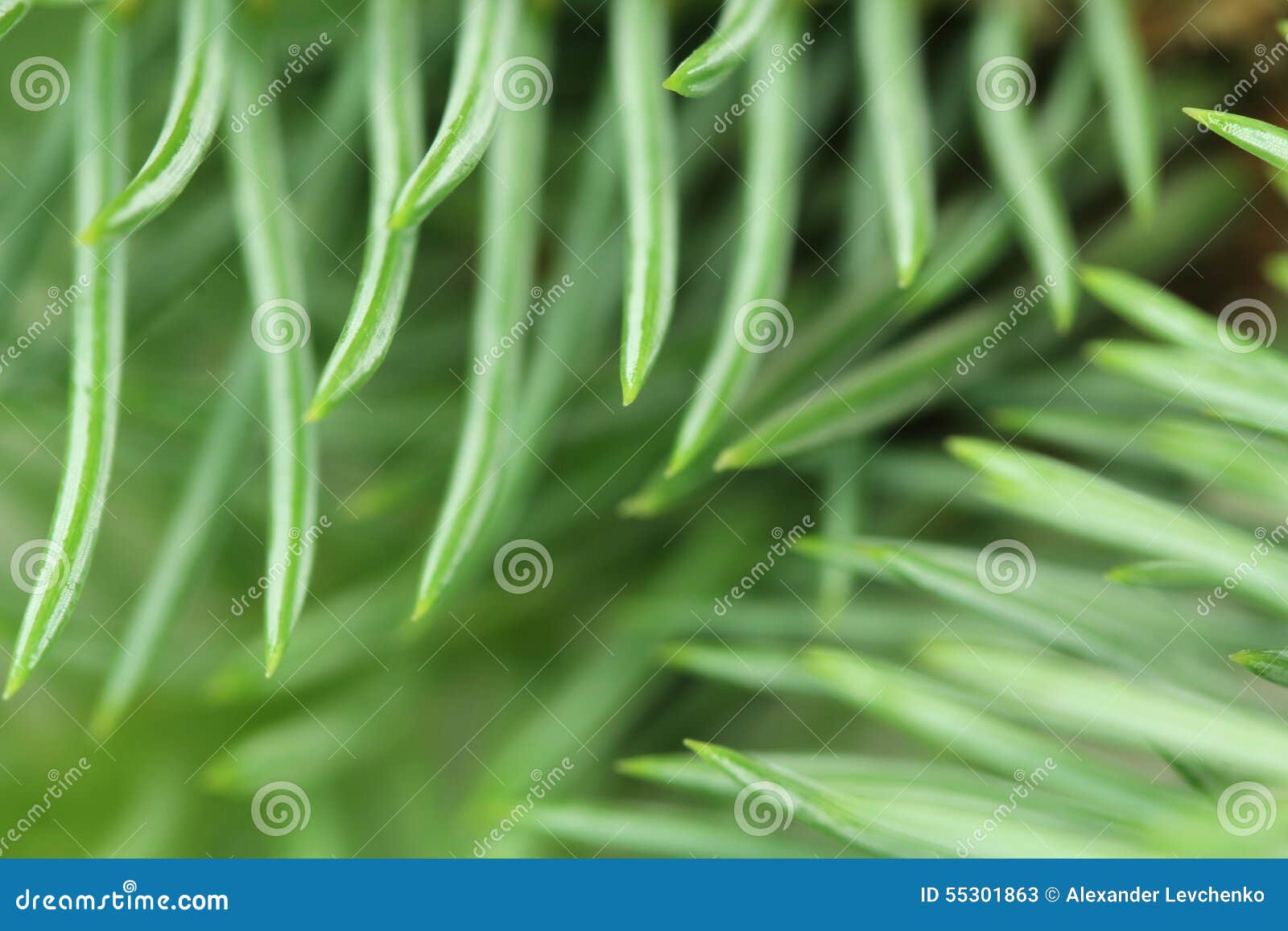 Green Needle Conifer Background Stock Image - Image of pine, needles ...