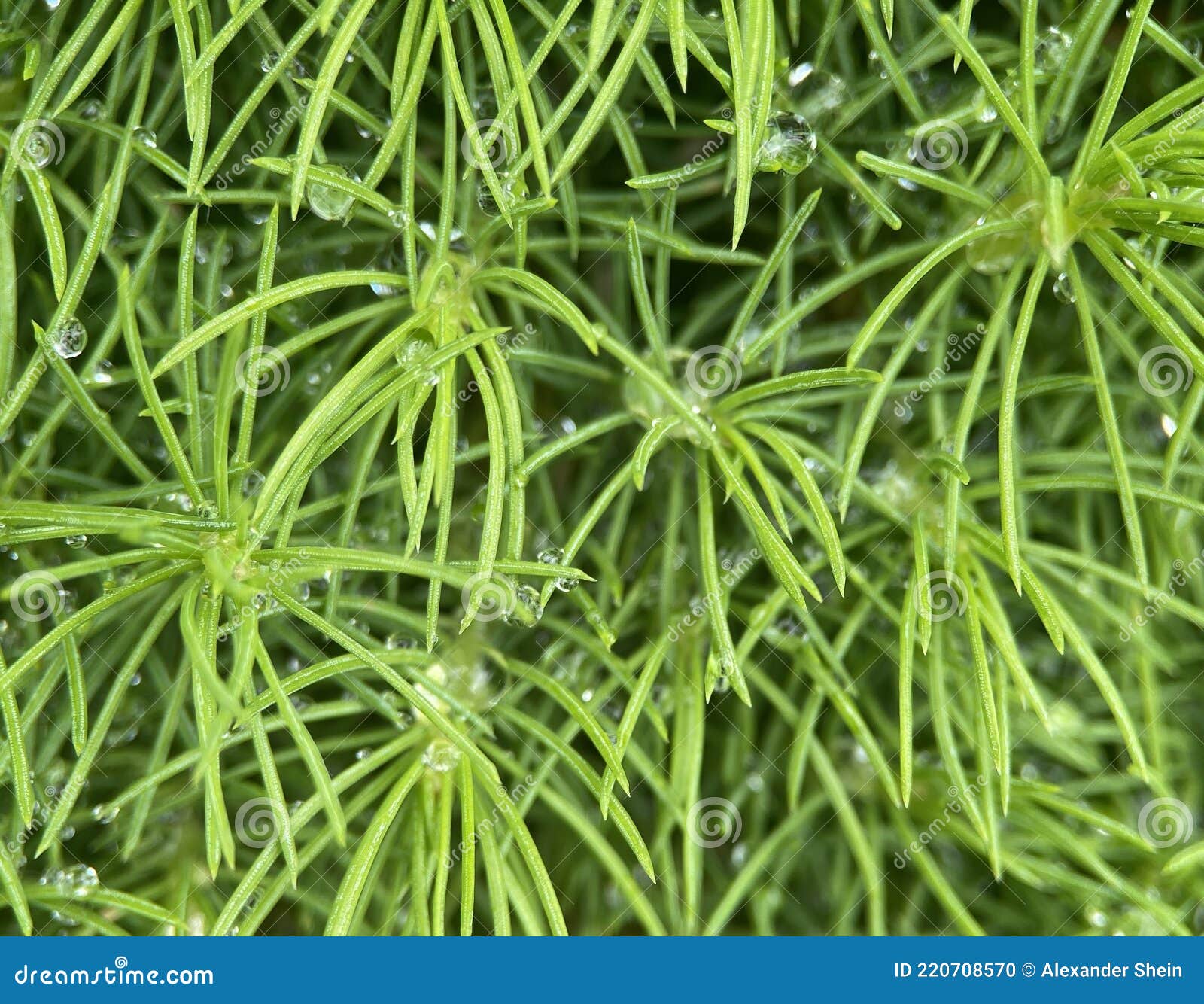 Green needle stock photo. Image of rain, green, leaves - 220708570