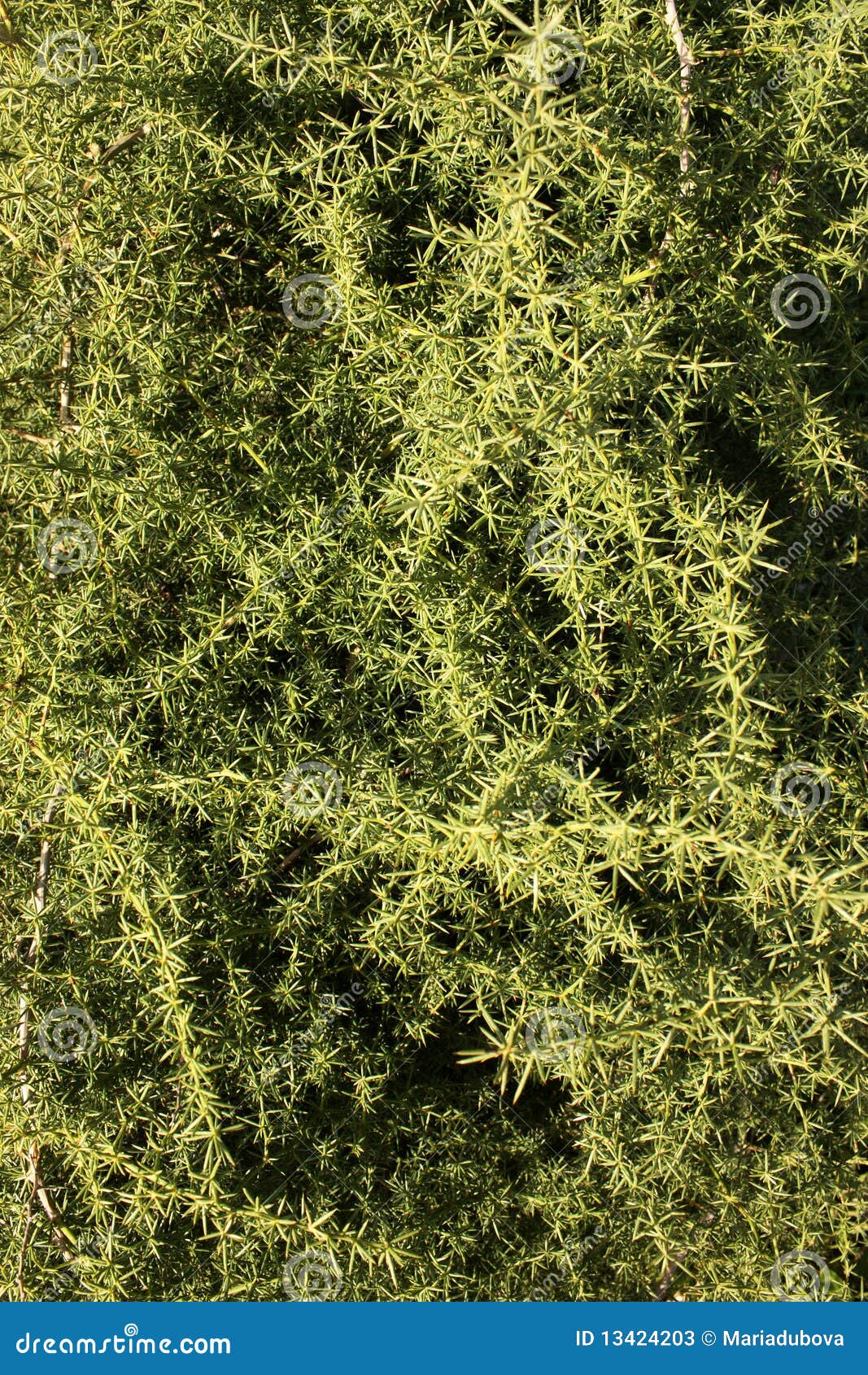 Green needles stock image. Image of needles, branch, park - 13424203