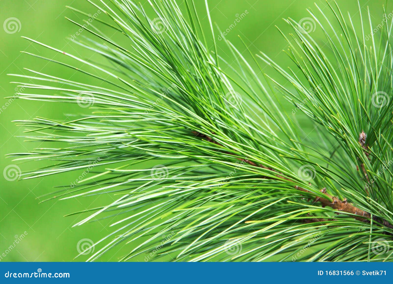 Green needles stock photo. Image of holiday, christmas - 16831566
