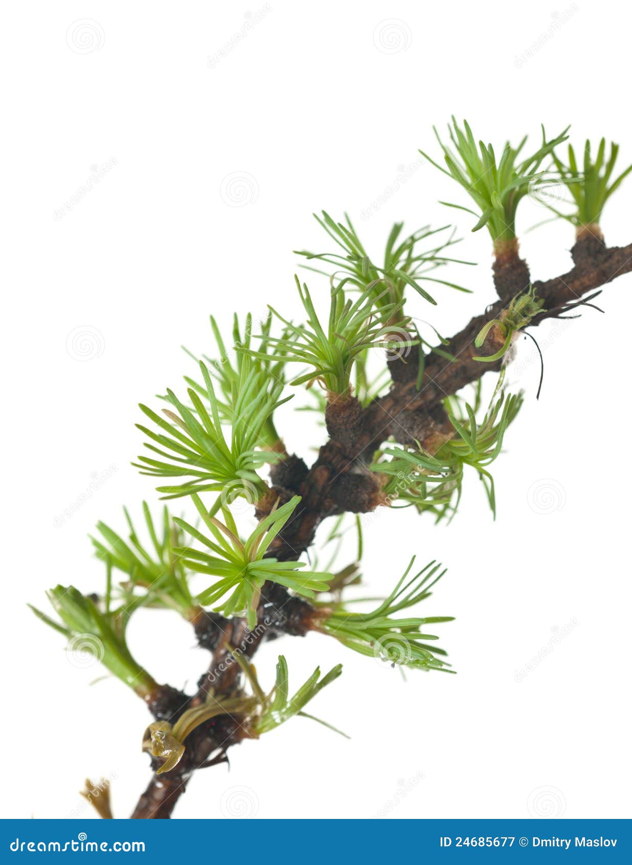 Green needles stock image. Image of backgrounds, color - 24685677