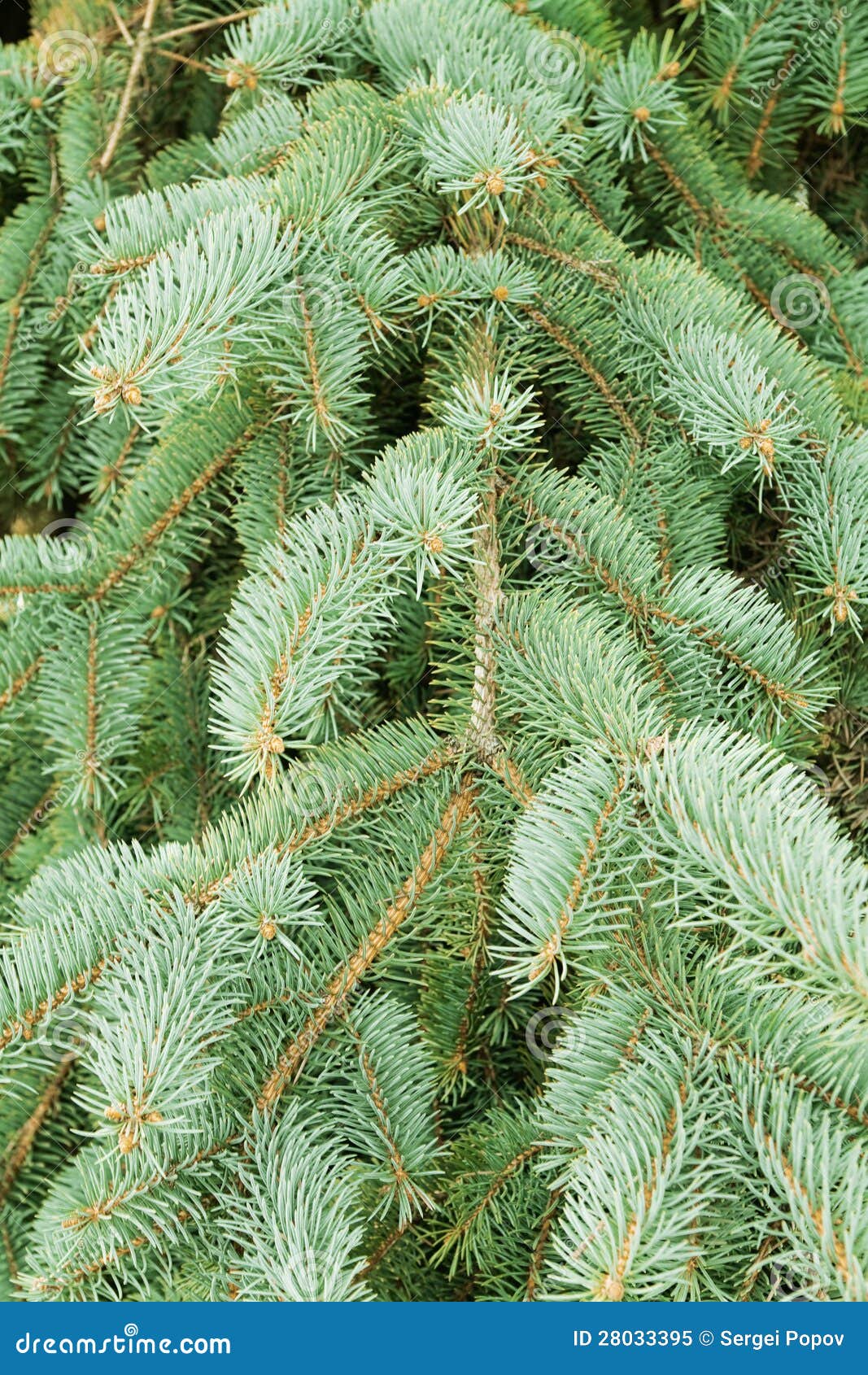 Green needles stock image. Image of backgrounds, natural - 28033395