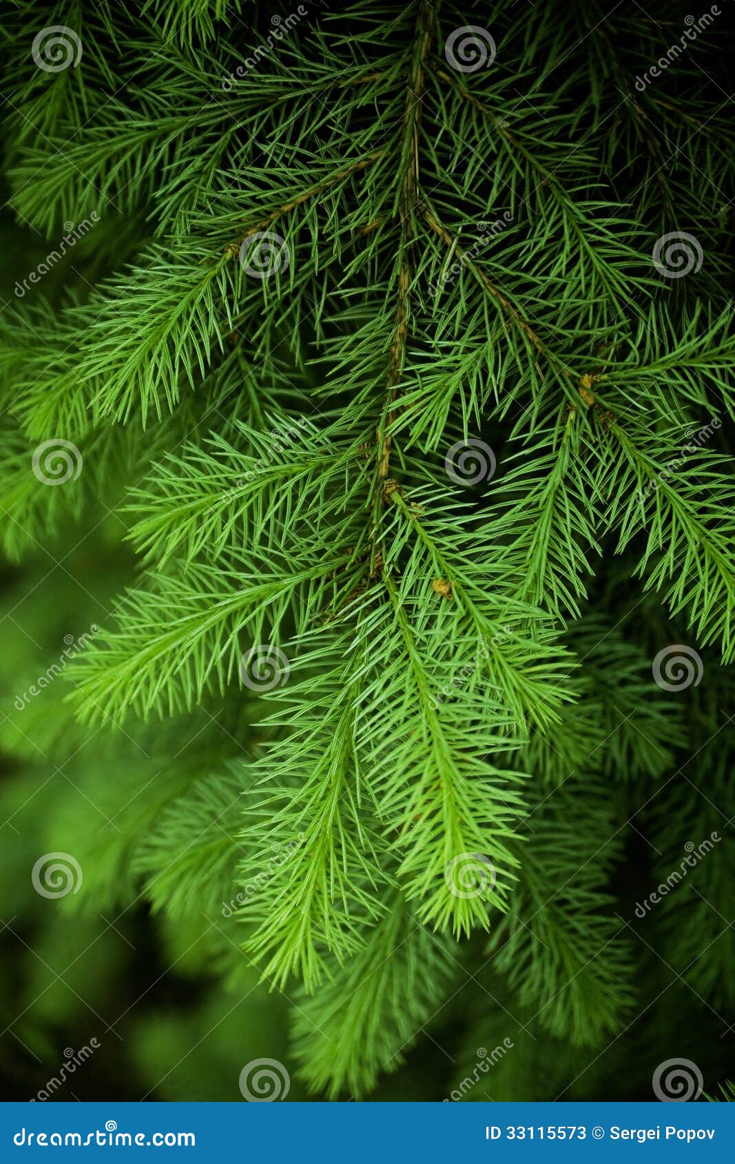 Green needles stock image. Image of tree, textured, ornate - 33115573