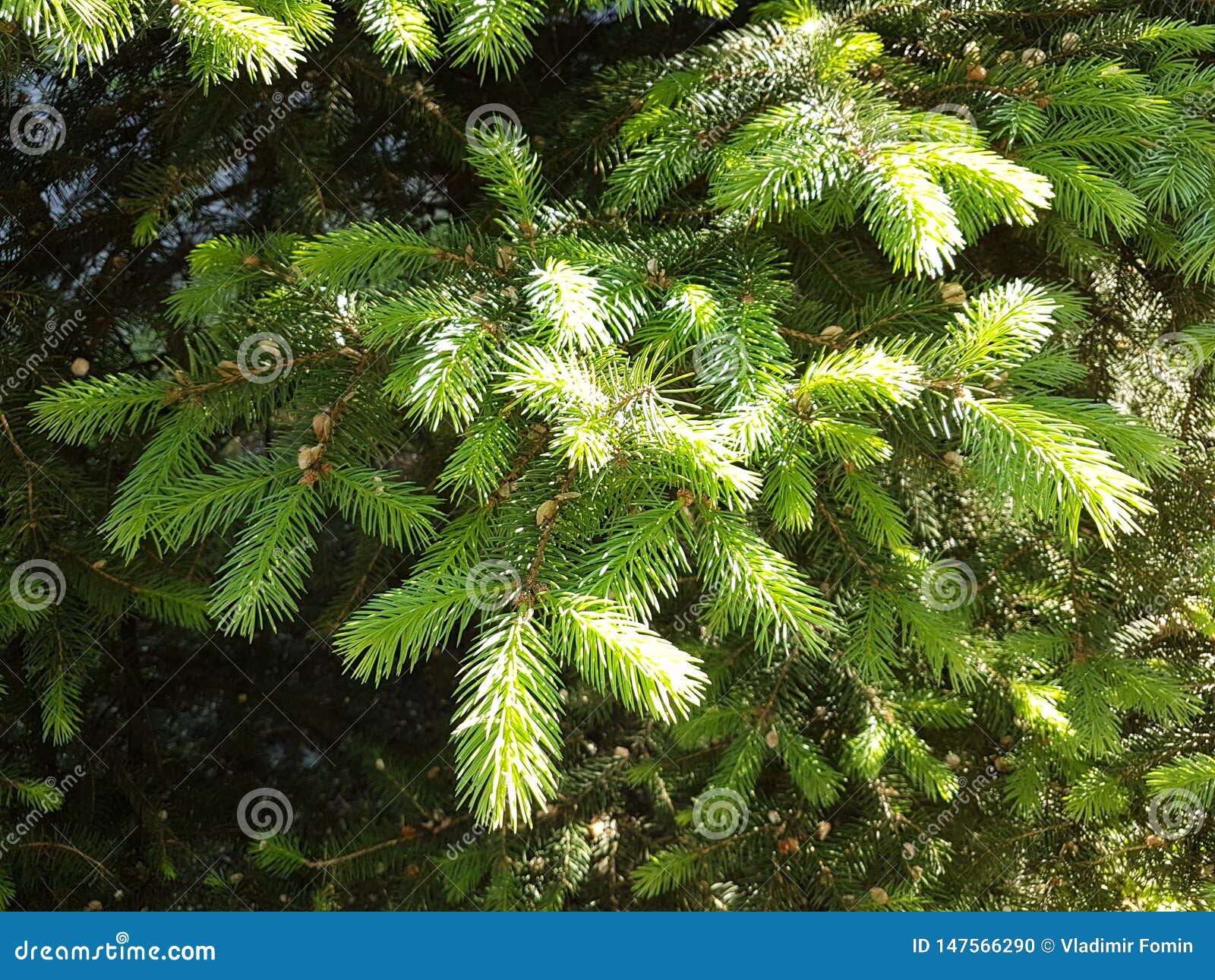 Green needles. stock photo. Image of needles, green - 147566290