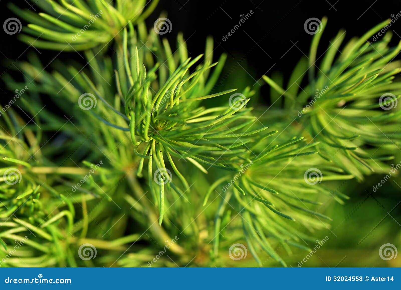 Green needles stock photo. Image of macro, plant, needles - 32024558