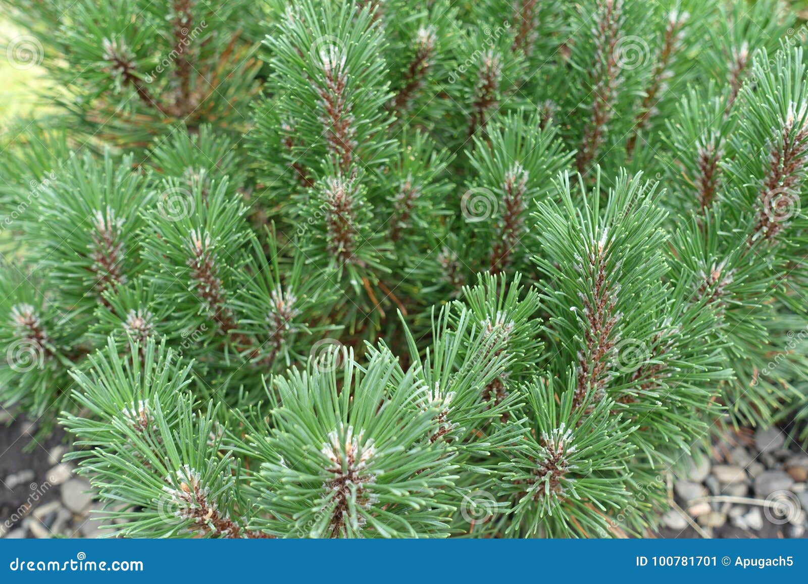 Green Needles on Branches of Pinus Mugo Stock Image - Image of mountain ...