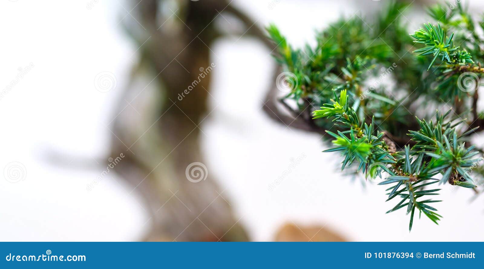 Green Needles of a Juniper Juniperus Rigida Bonsai Tree Stock Photo ...