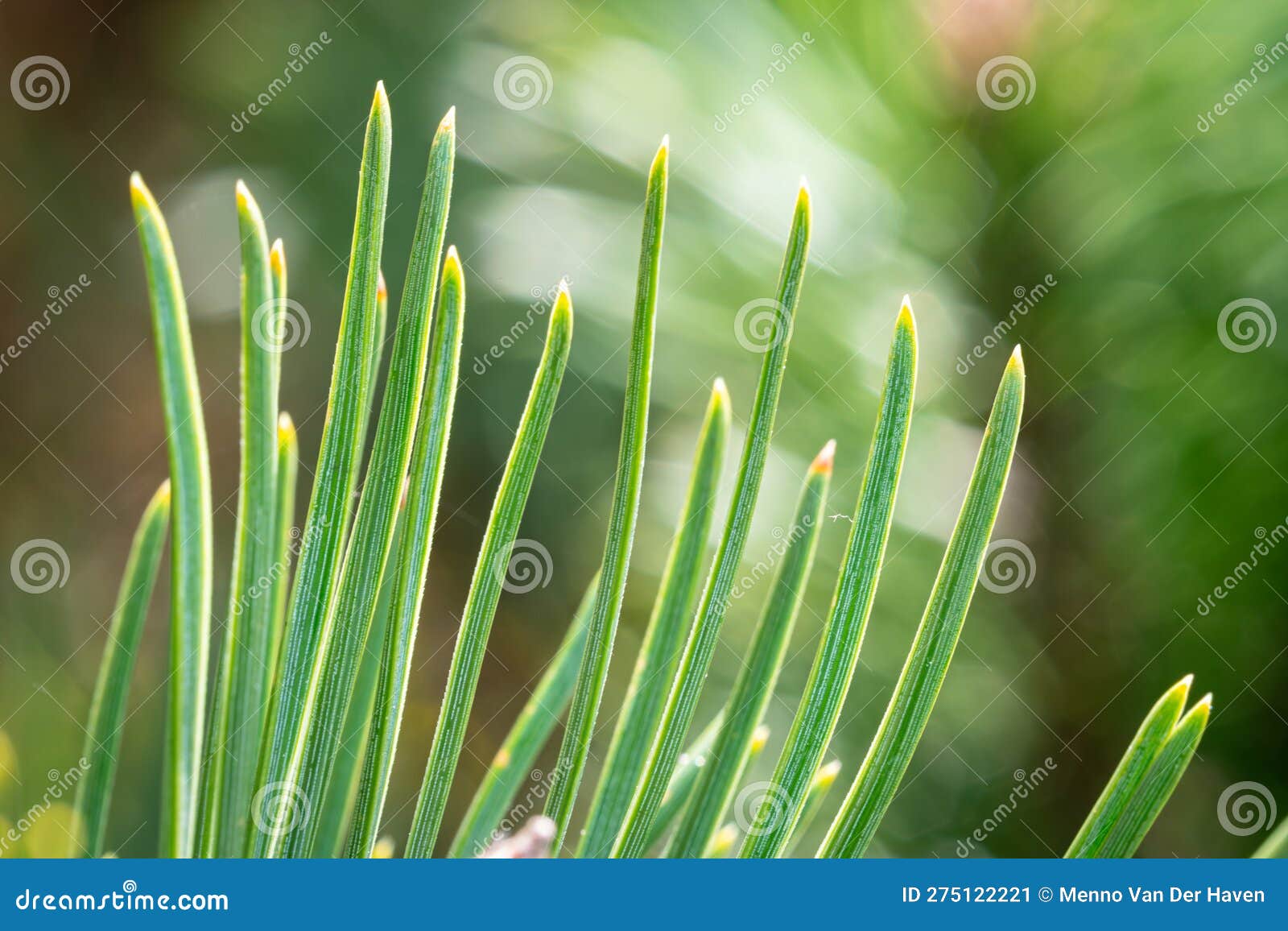 Green Needles of a Pine Tree Stock Image - Image of environment ...