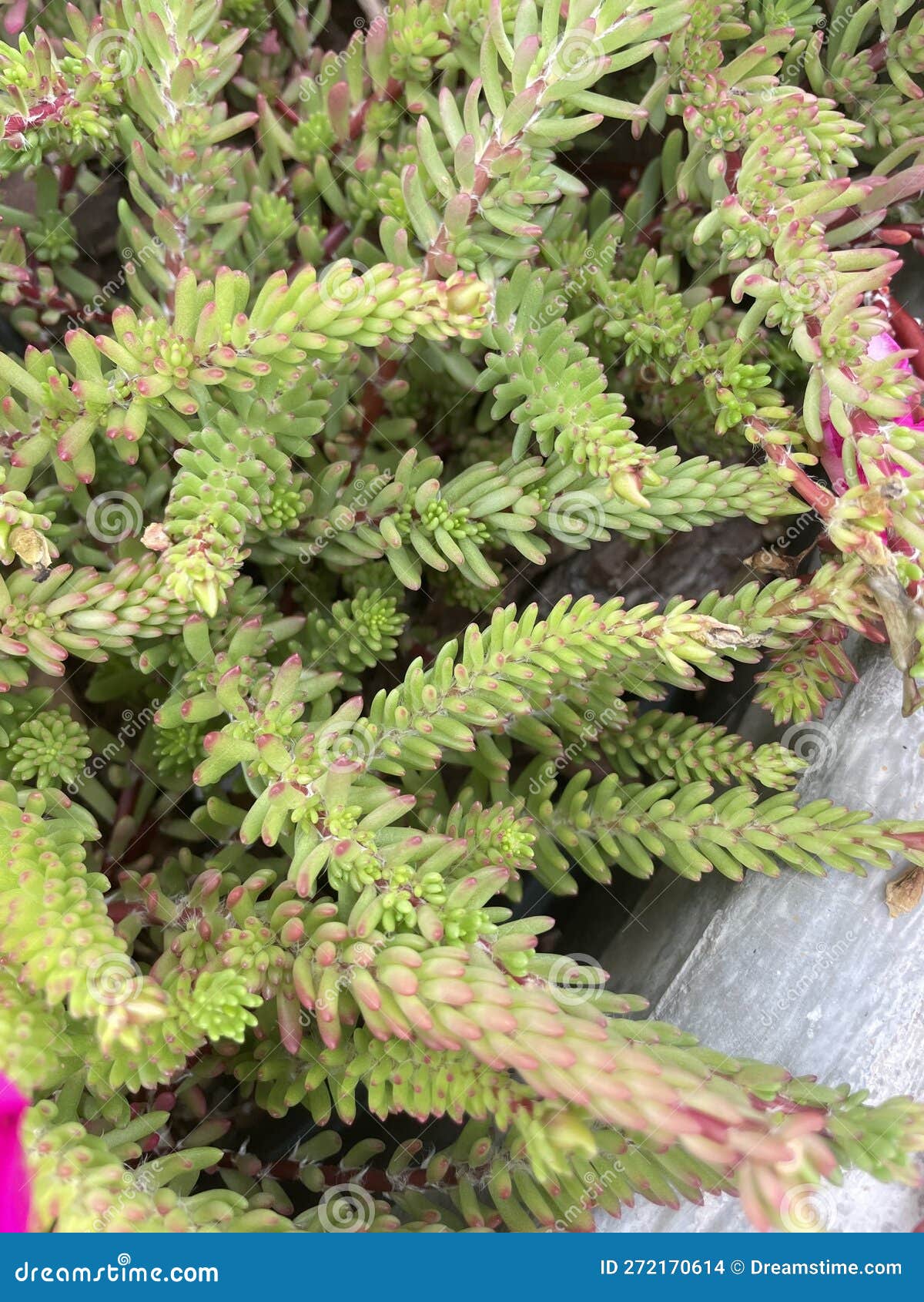 Succulents, Forest Texture Top View Stock Photo - Image of texture ...