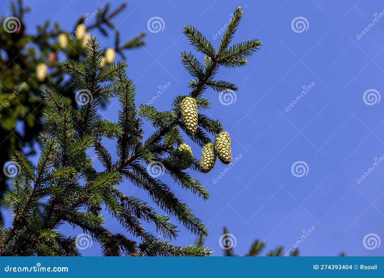 Green Needles on a Tall Spruce Tree with Cones Stock Photo - Image of ...