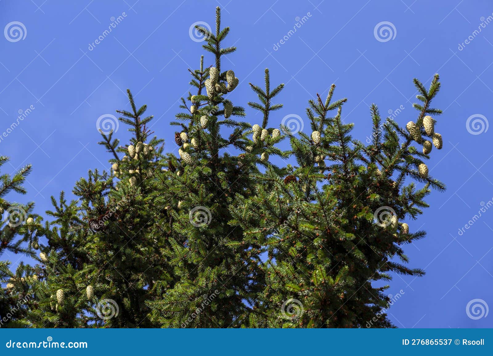 Green Needles on a Tall Spruce Tree with Cones Stock Image - Image of ...