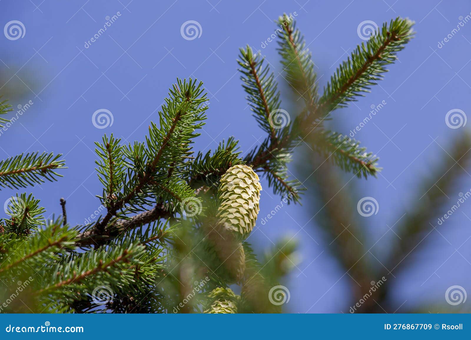 Green Needles on a Tall Spruce Tree with Cones Stock Image - Image of ...