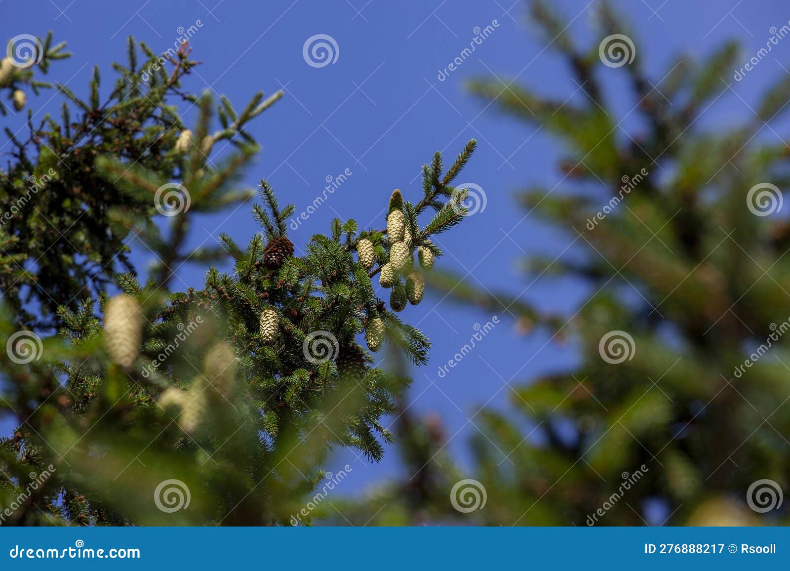 Green Needles on a Tall Spruce Tree with Cones Stock Image - Image of ...