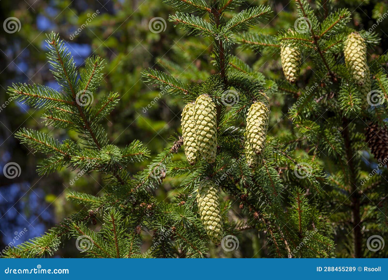 Green Needles on a Tall Spruce Tree with Cones Stock Image - Image of ...