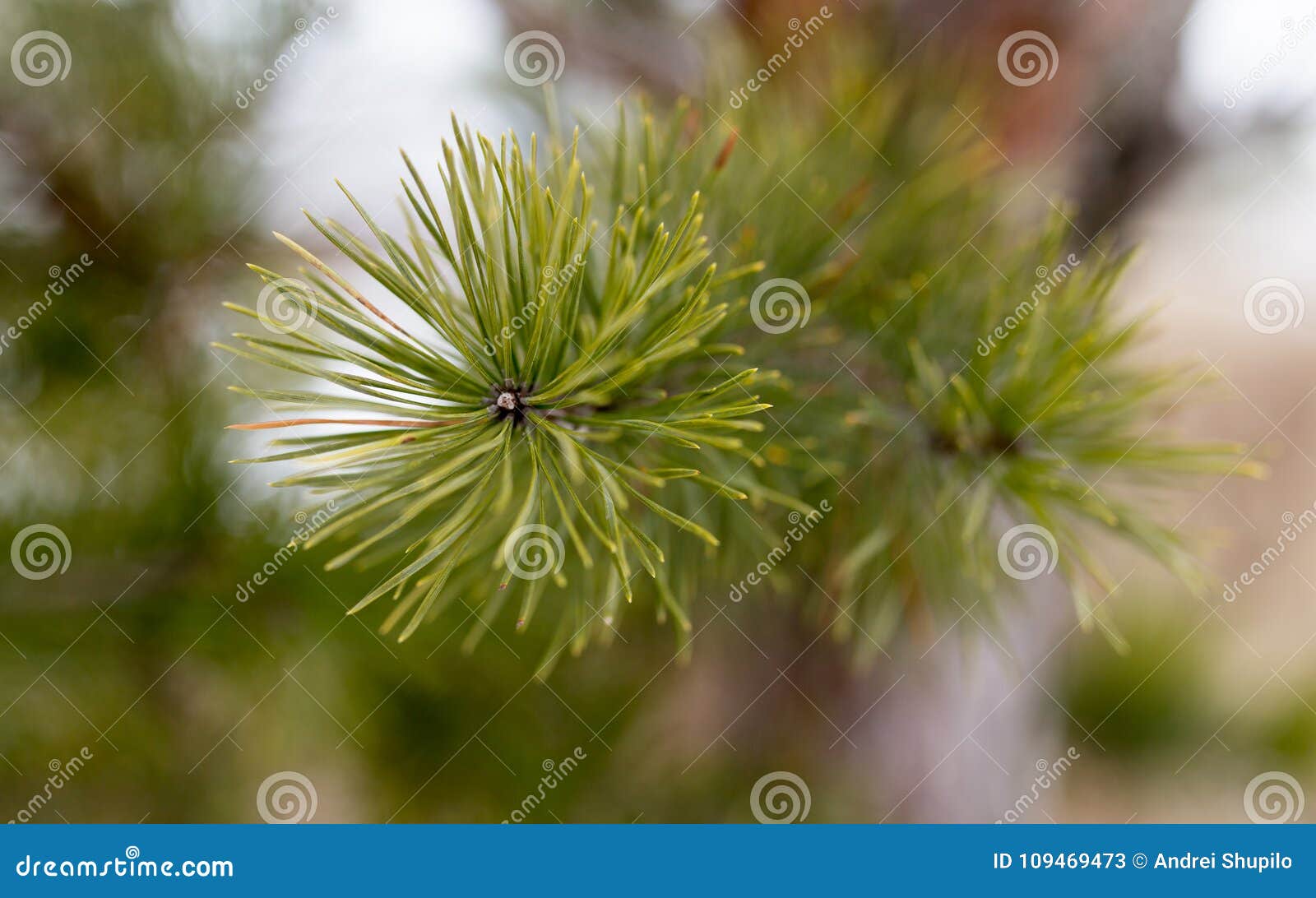 Green Needles on the Tree in Nature Stock Image - Image of holiday ...