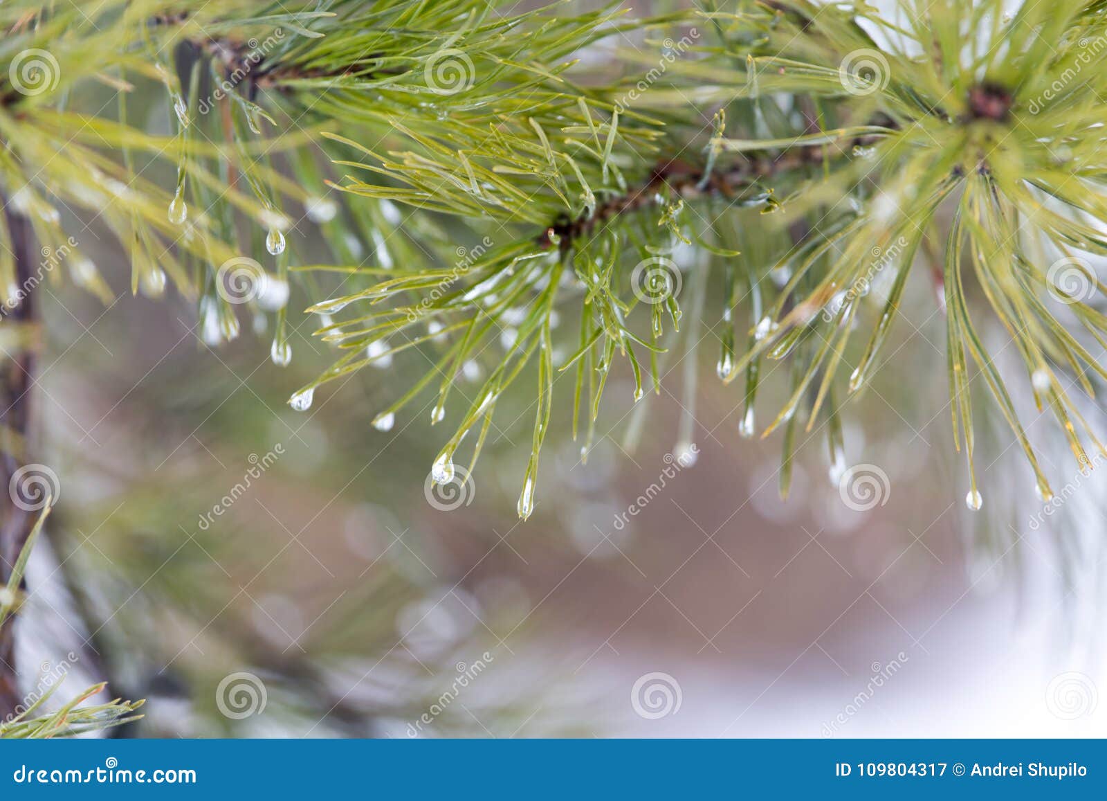 Green Needles on the Tree in Nature Stock Image - Image of season ...