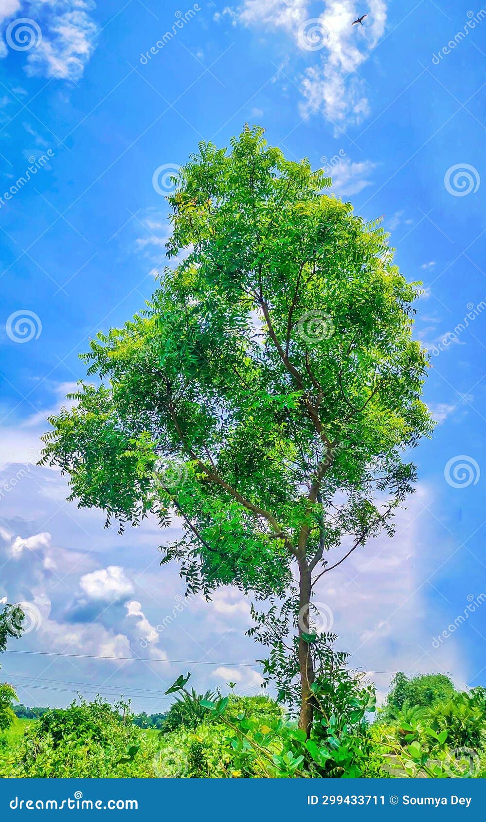 Green Neem Tree with Blue Sky Stock Image - Image of blue, cloud: 299433711