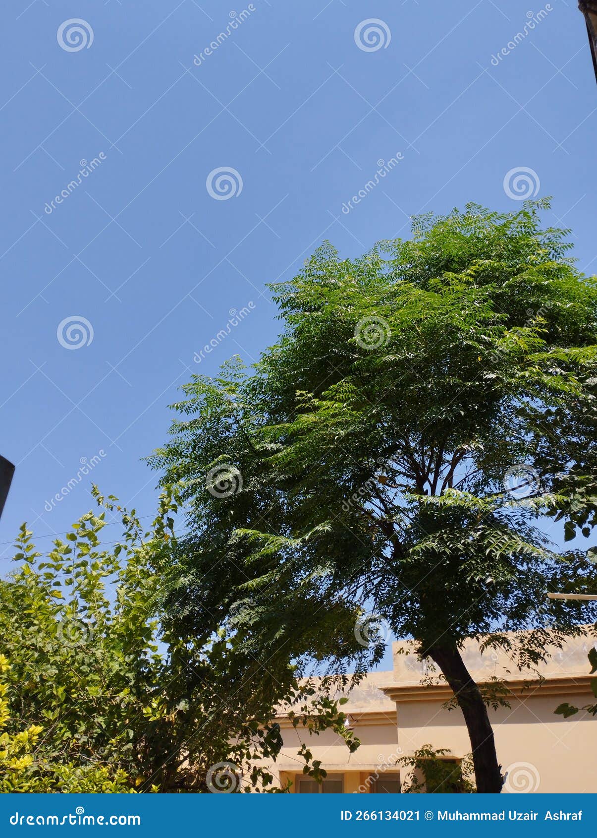 Green Neem Tree in a Spring Morning Stock Image - Image of nature ...