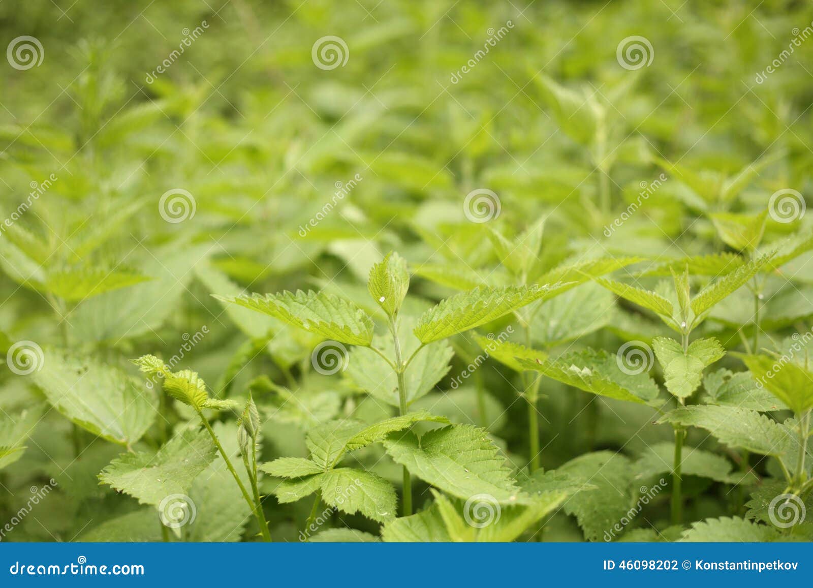 Green nettle field stock photo. Image of herbal, meadow - 46098202