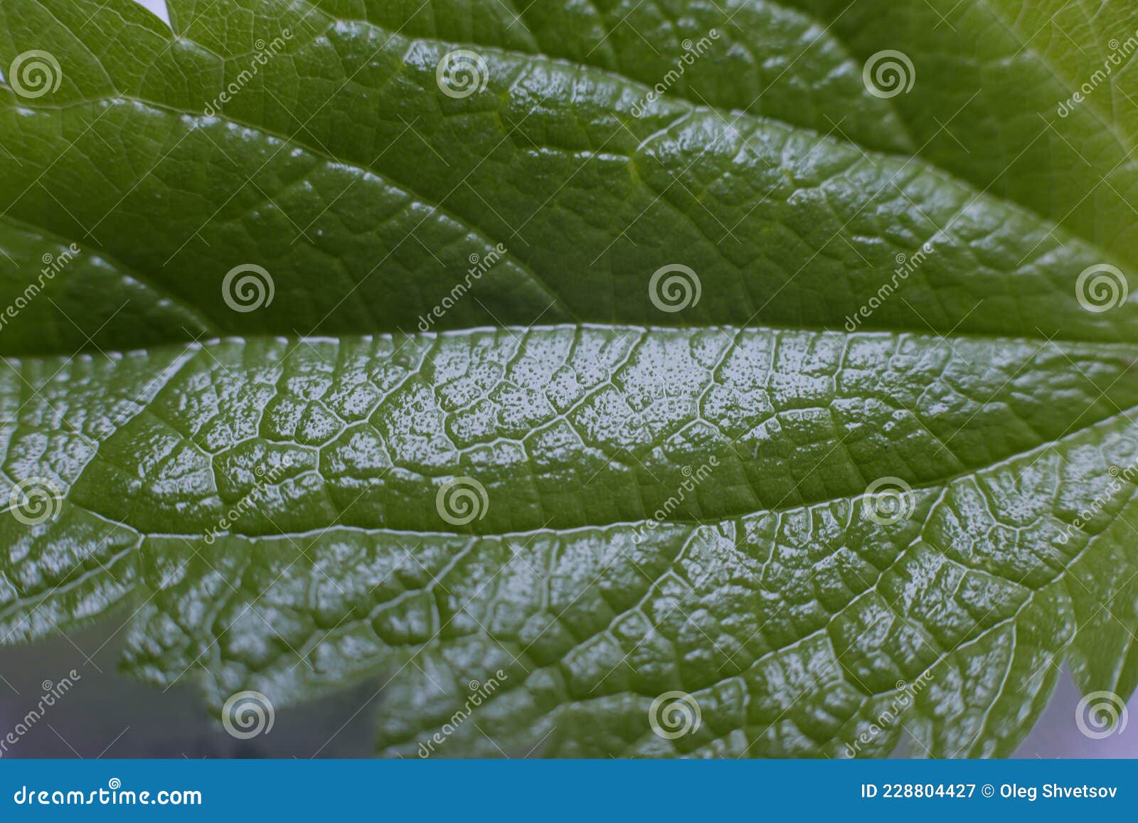 A Green Nettle Leaf Taken in Close-up Shows the Texture and Structure ...