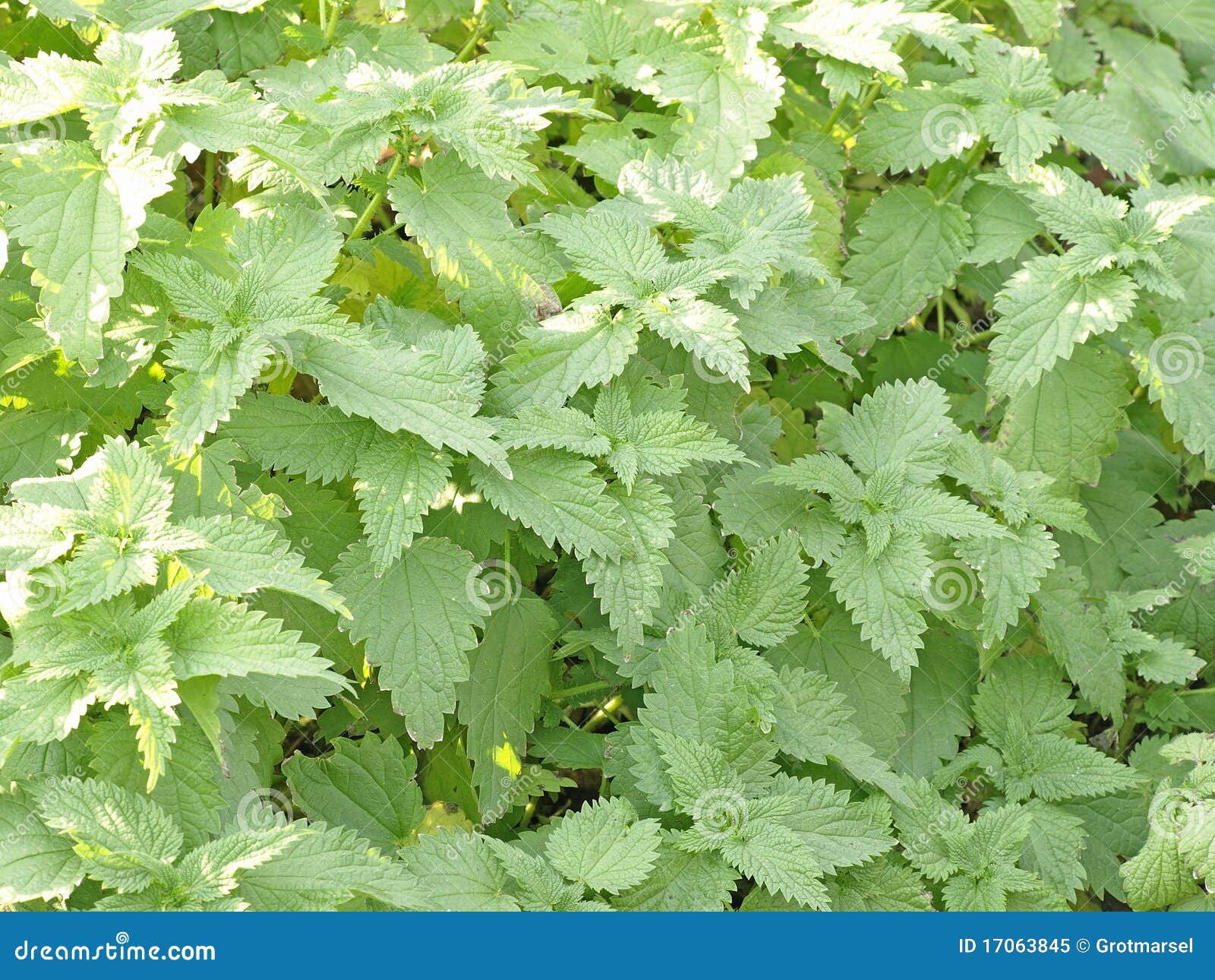 Green Nettle Leaves.Background Stock Image - Image of herb, burning ...