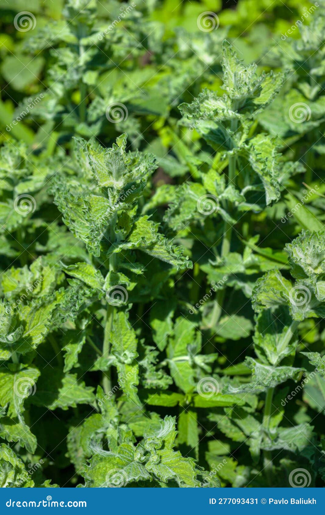 Green Nettle Mint Leaves, View Above Stock Image - Image of freshness ...