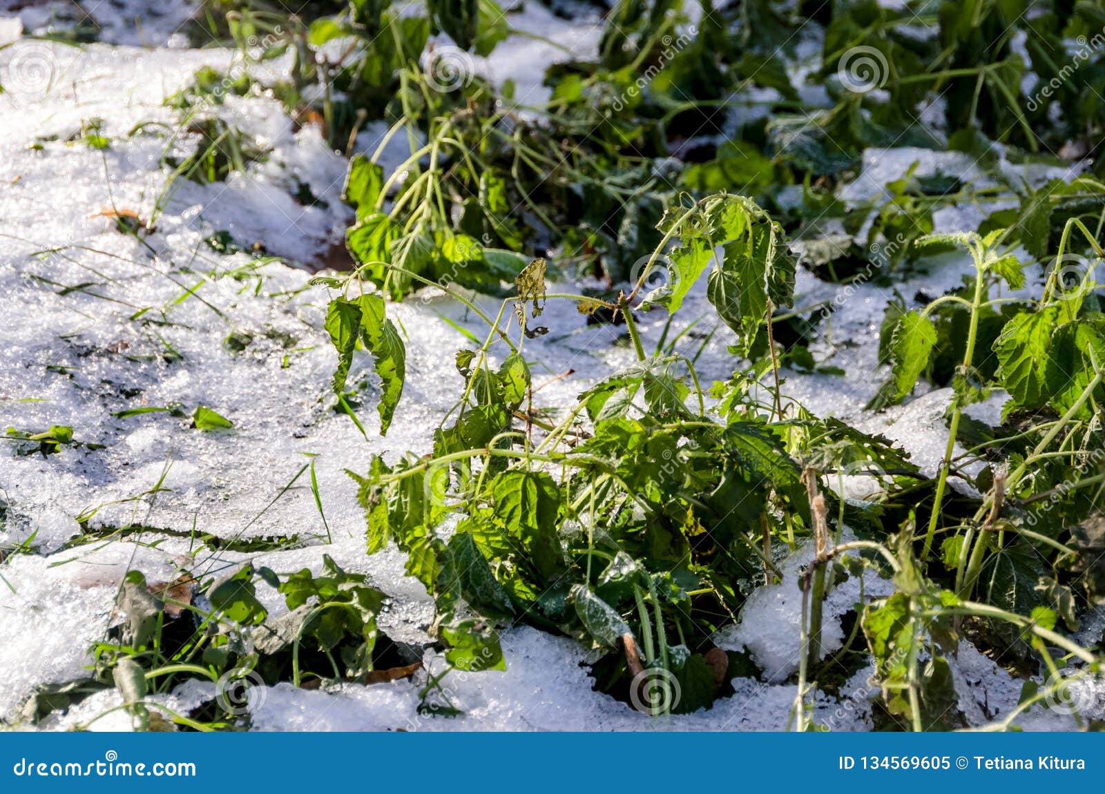 The Plant is Under White Snow Stock Image - Image of rural, beautiful ...