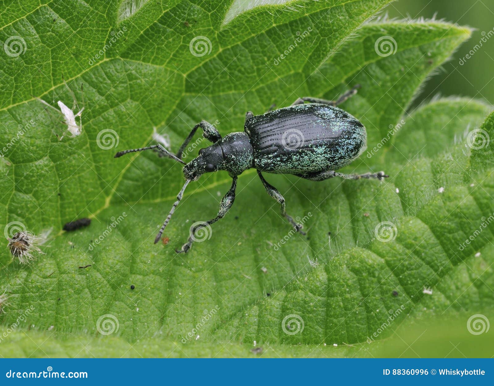 Green Nettle Weevil stock photo. Image of coleoptera - 88360996