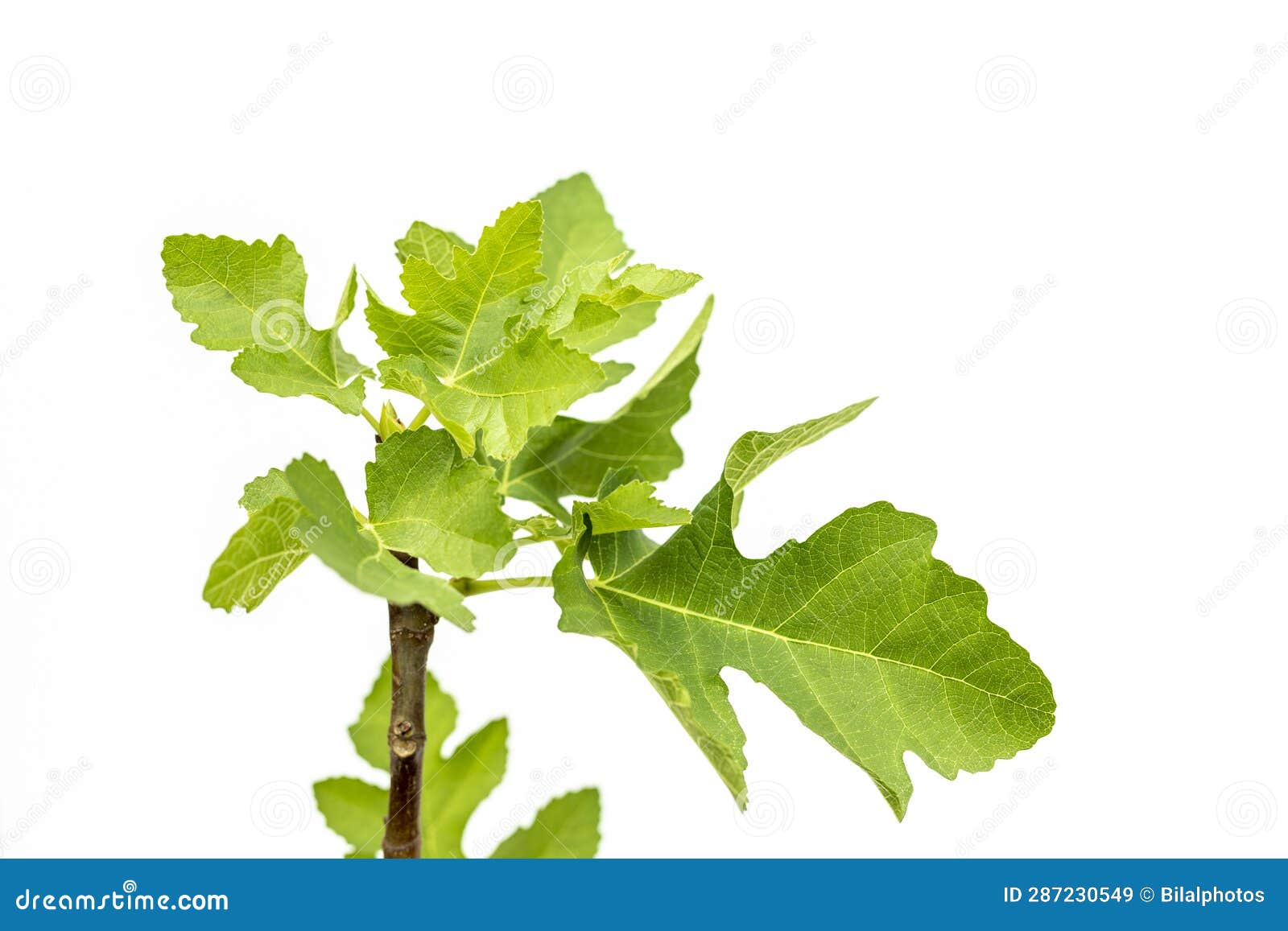 Green New Fresh Leaves Sprouts in Fig Tree Isolated on White Background ...
