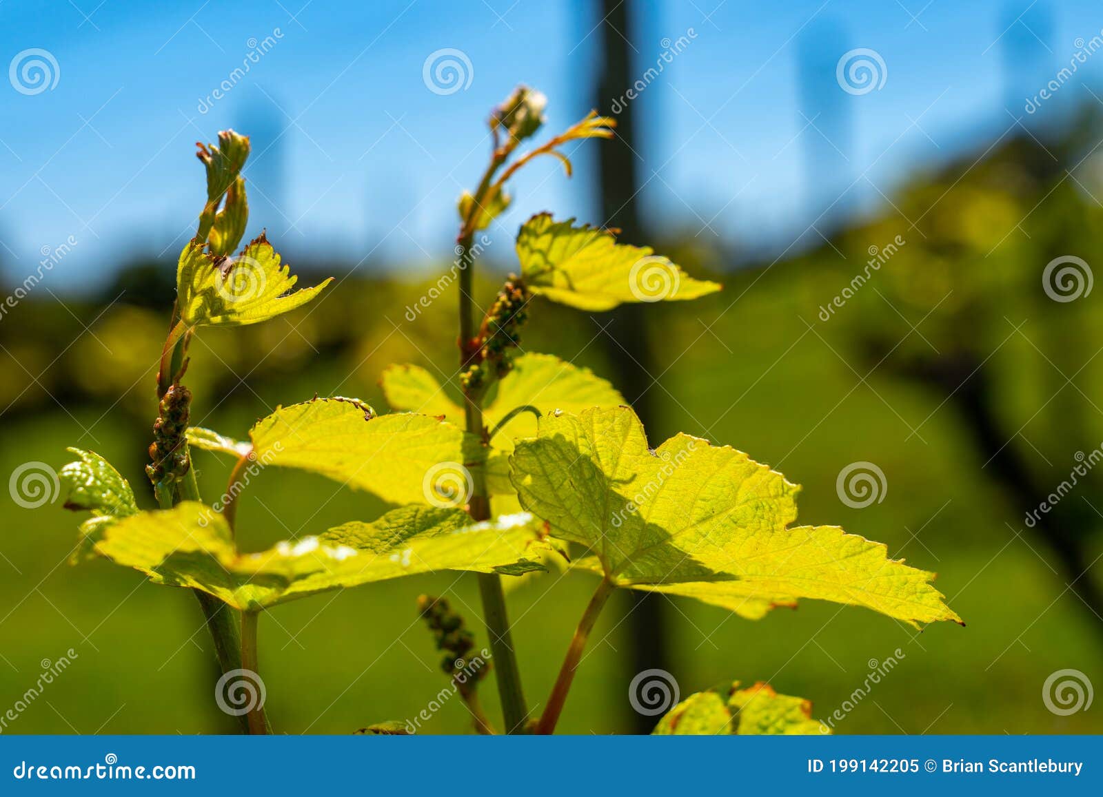 Green New Growth on Grape Vines in Spring Stock Image - Image of spring ...