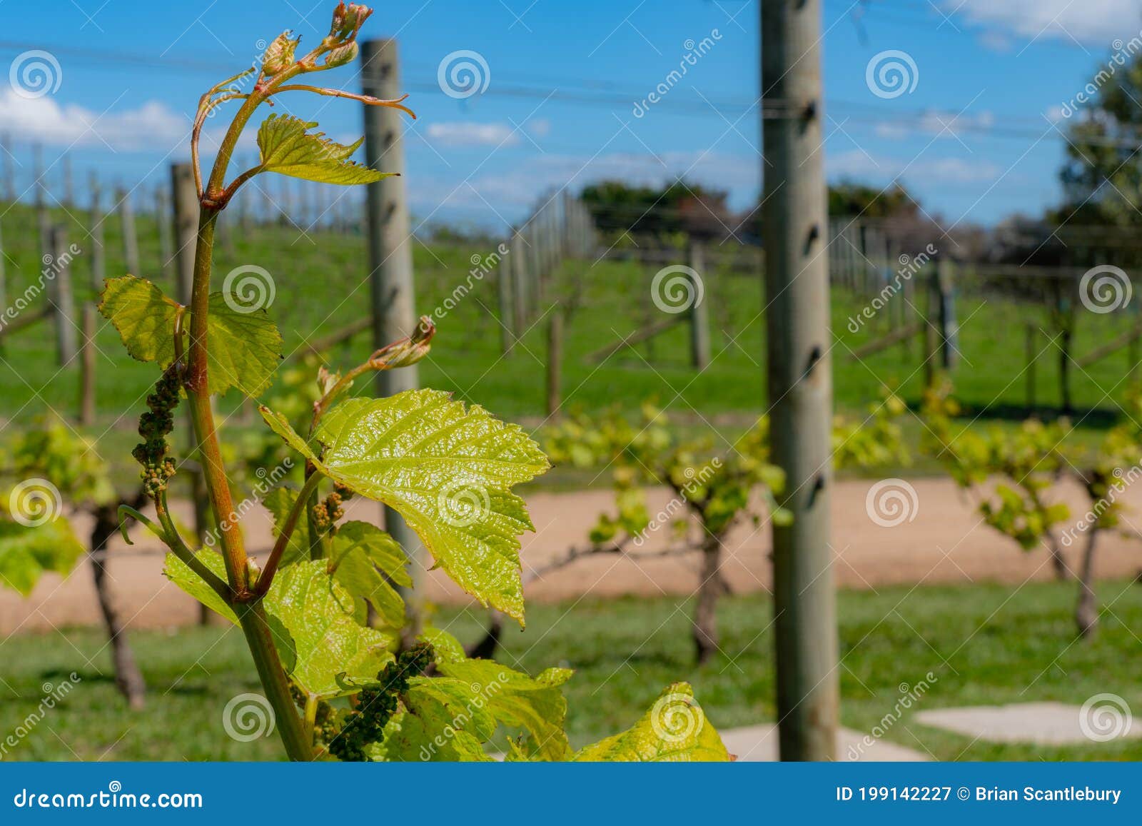 Green New Growth on Grape Vines in Spring Stock Image - Image of scenic ...