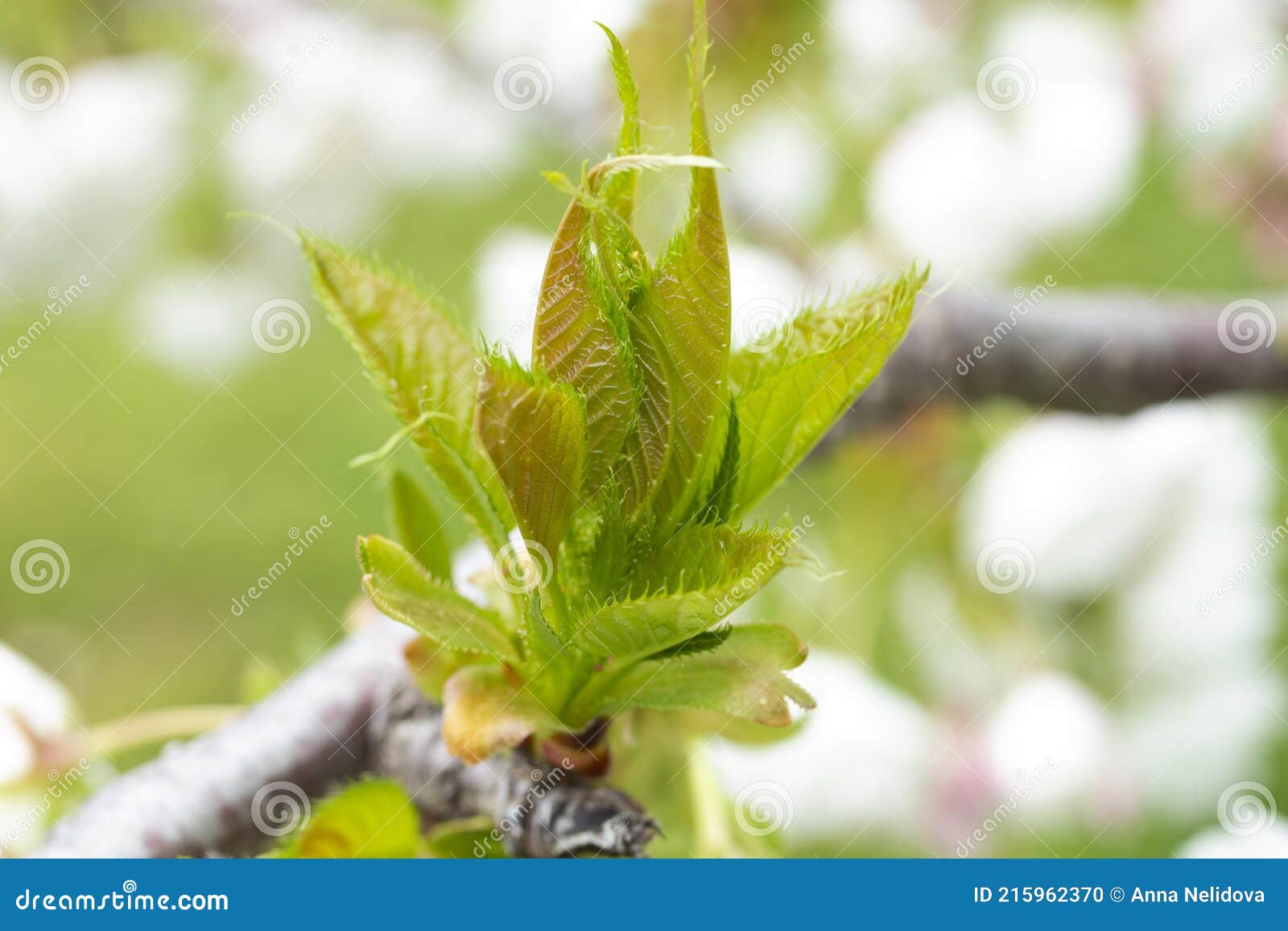 Green New Spring Buds on a Tree Branch in Early Spring. Young Leaf on ...